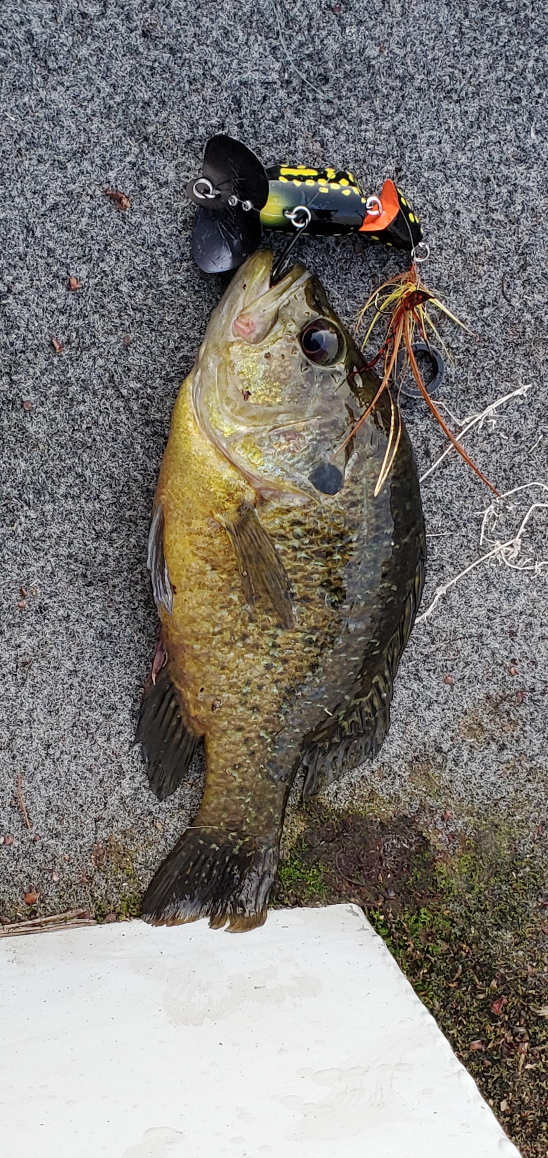 Fish ID? | Scrolller