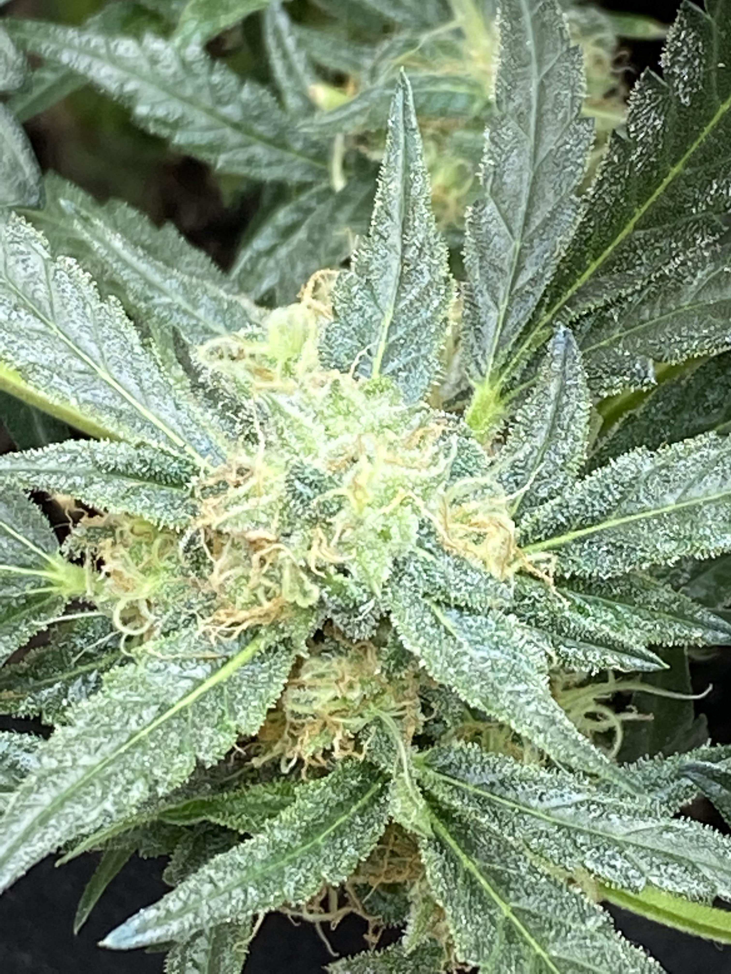 Week 9/10 since popping | Scrolller