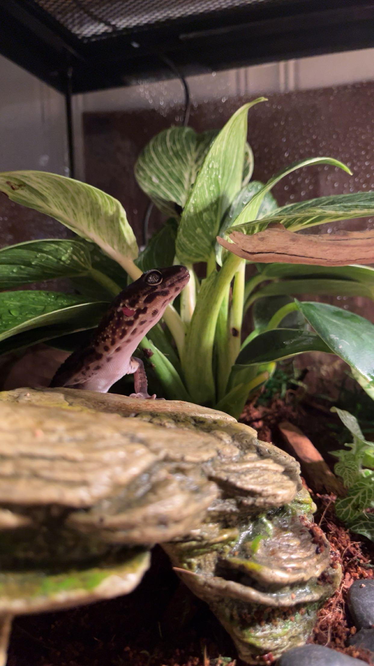 Toothless went bioactive | Scrolller