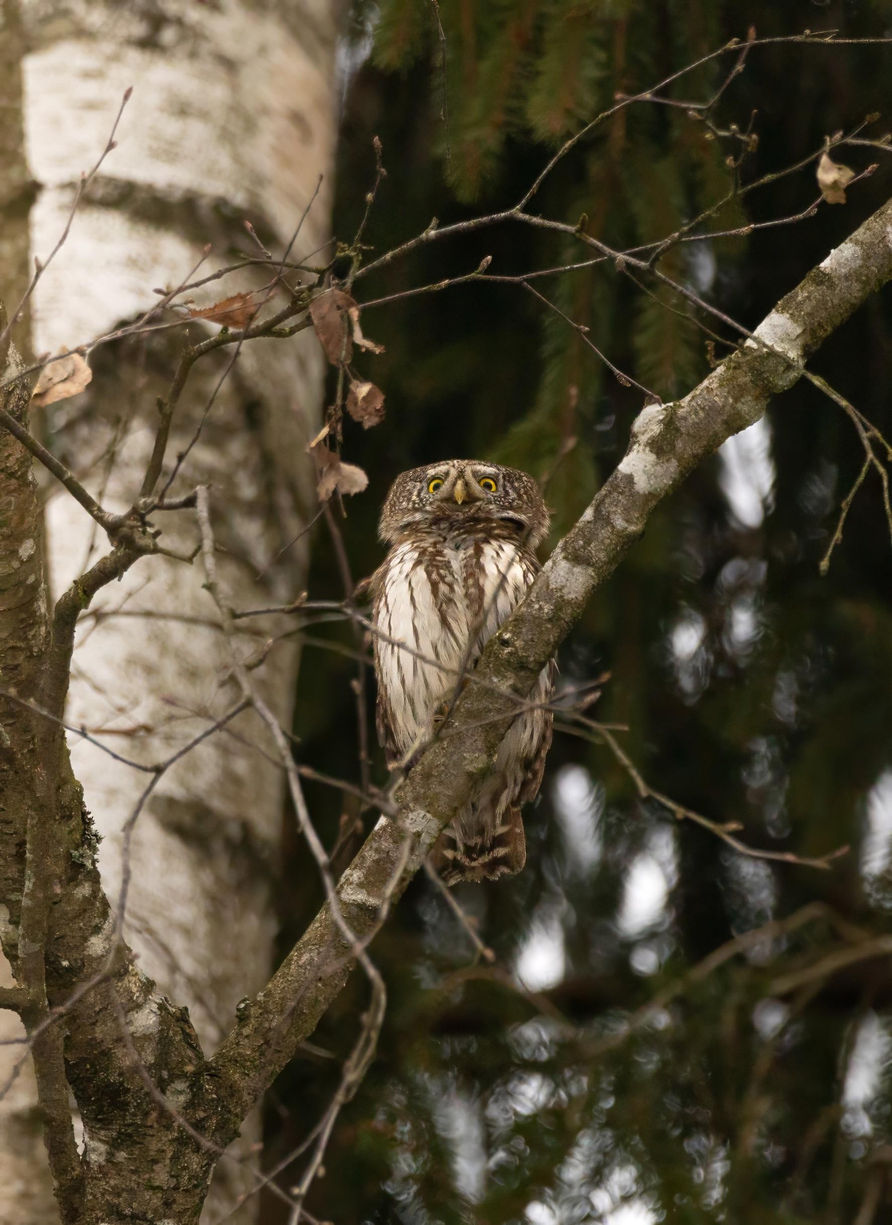 Eurasian pygmy owl | Scrolller