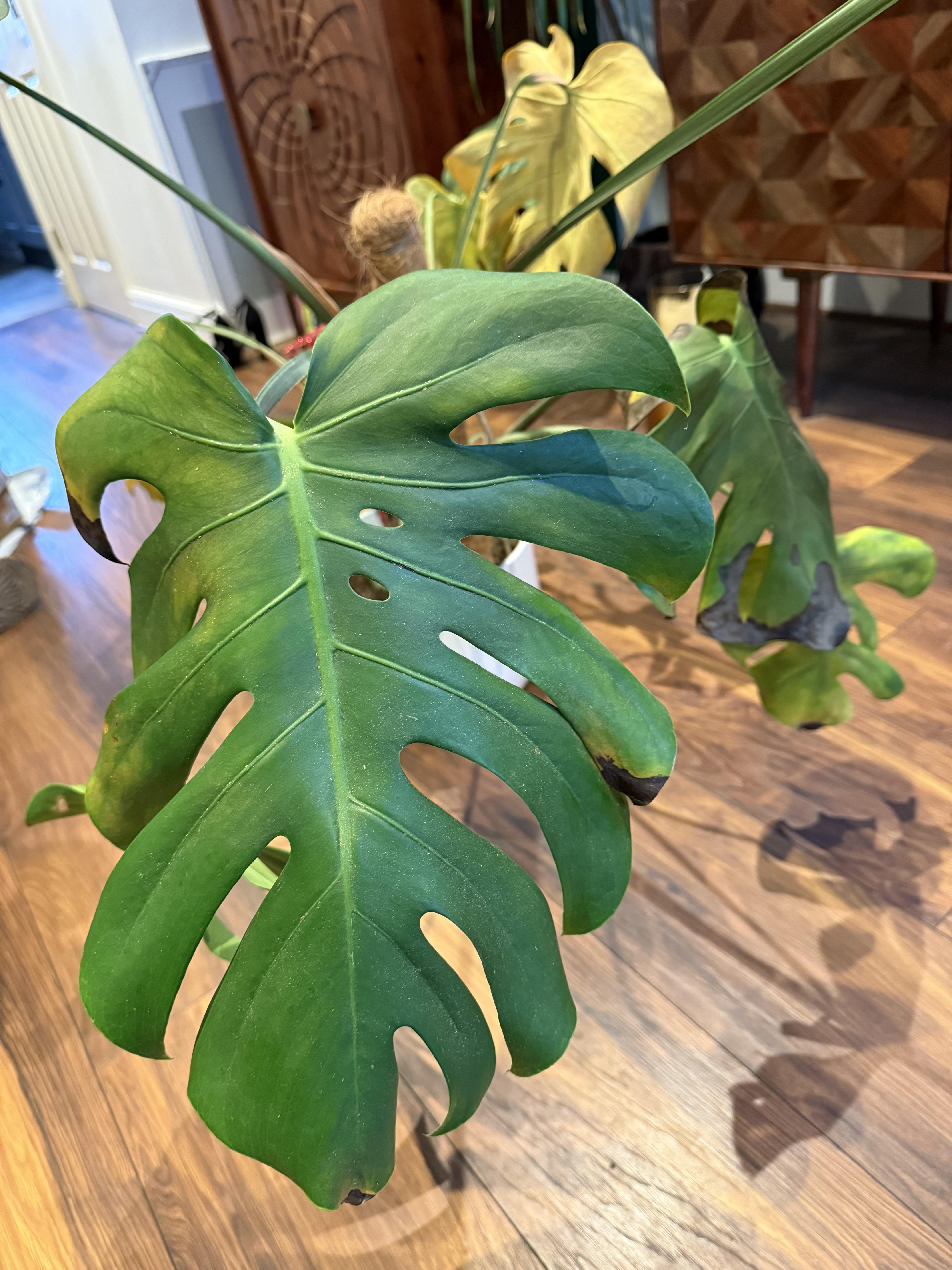 Help: all started dying | Scrolller