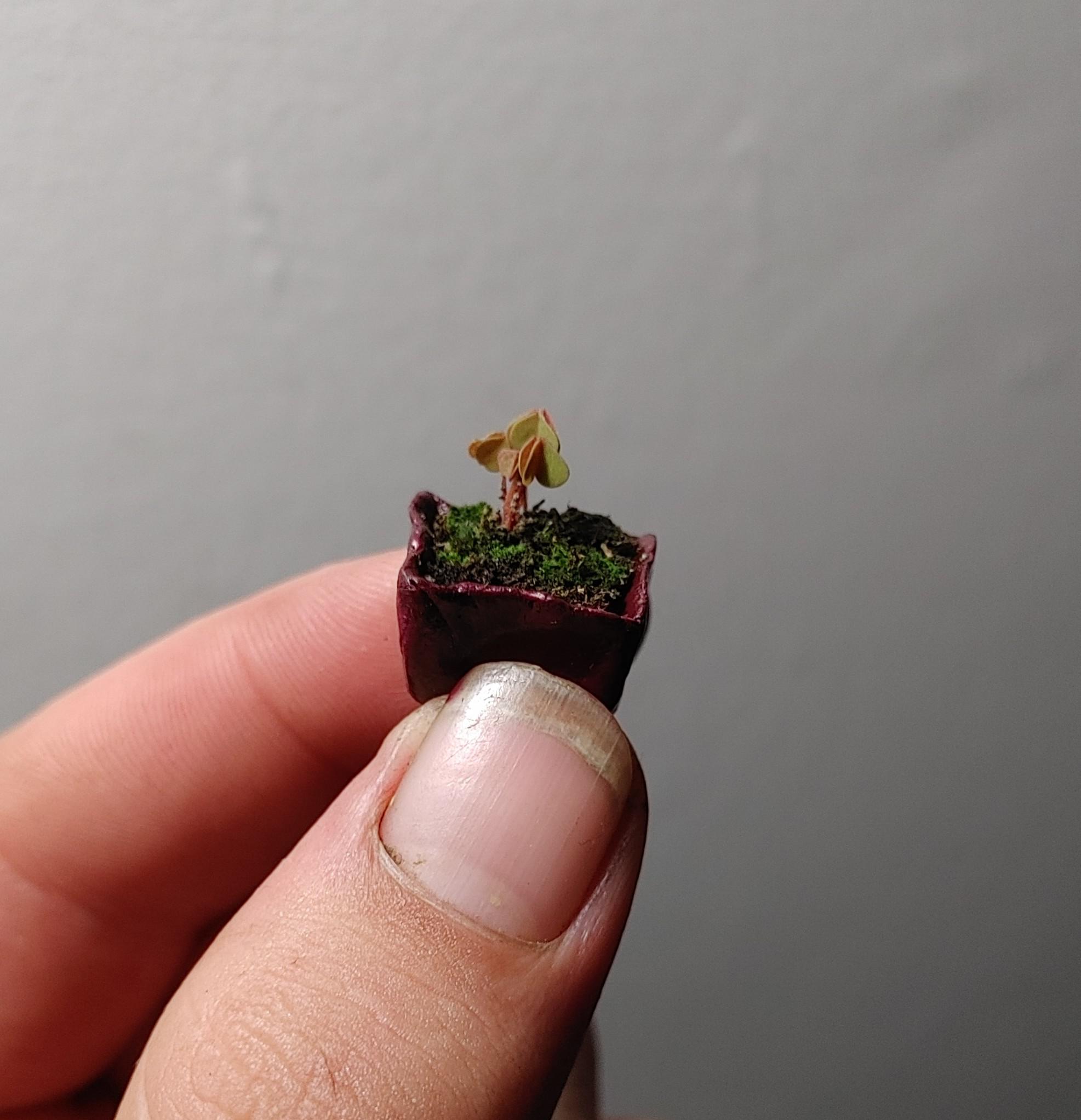 Quest for the smallest kusamono... | Scrolller