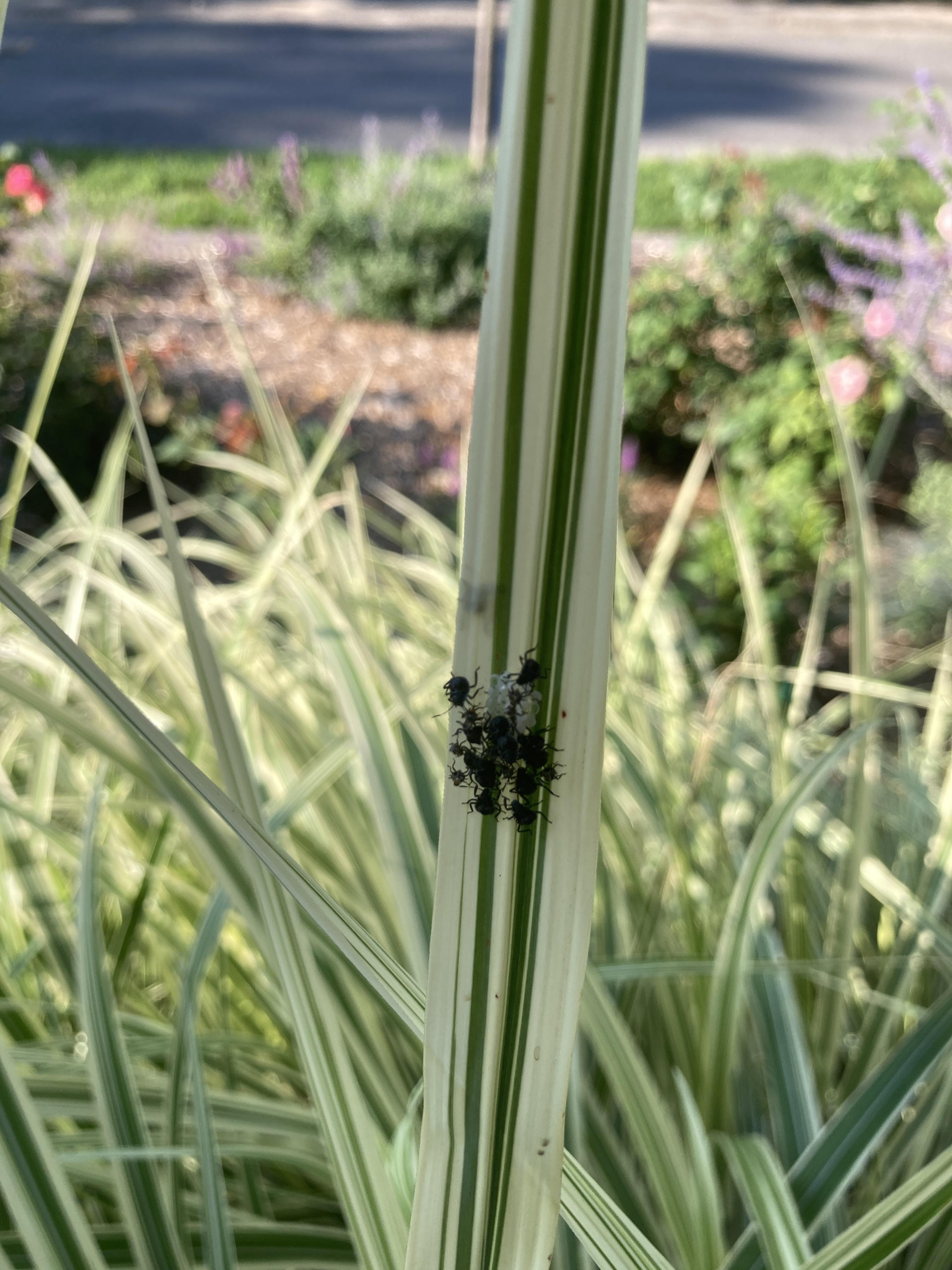 What are these bugs in my tall grass (Michigan, USA) | Scrolller