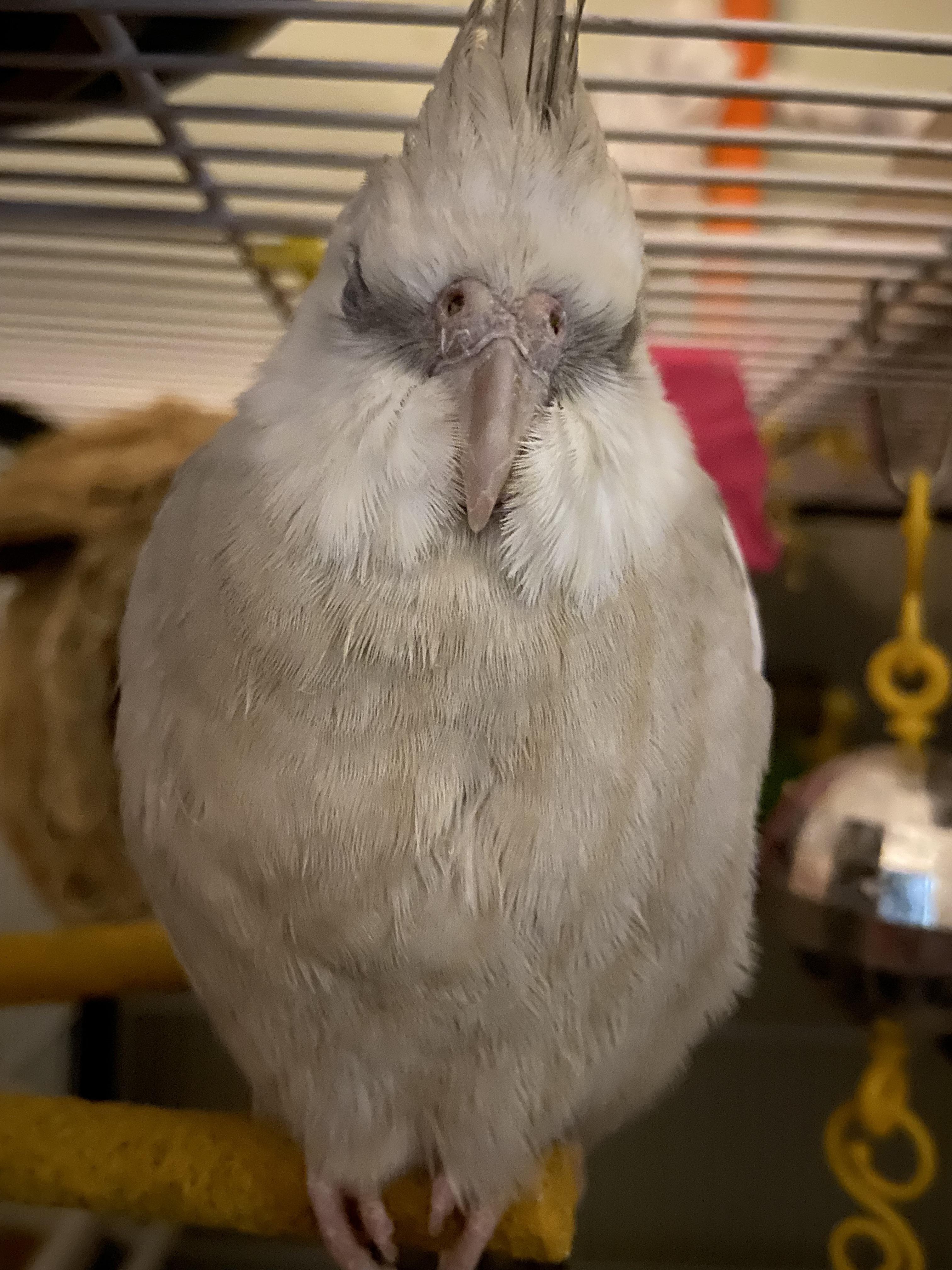 Cinder puts the ORB in BORB. She was sleepy this morning. Haha. | Scrolller