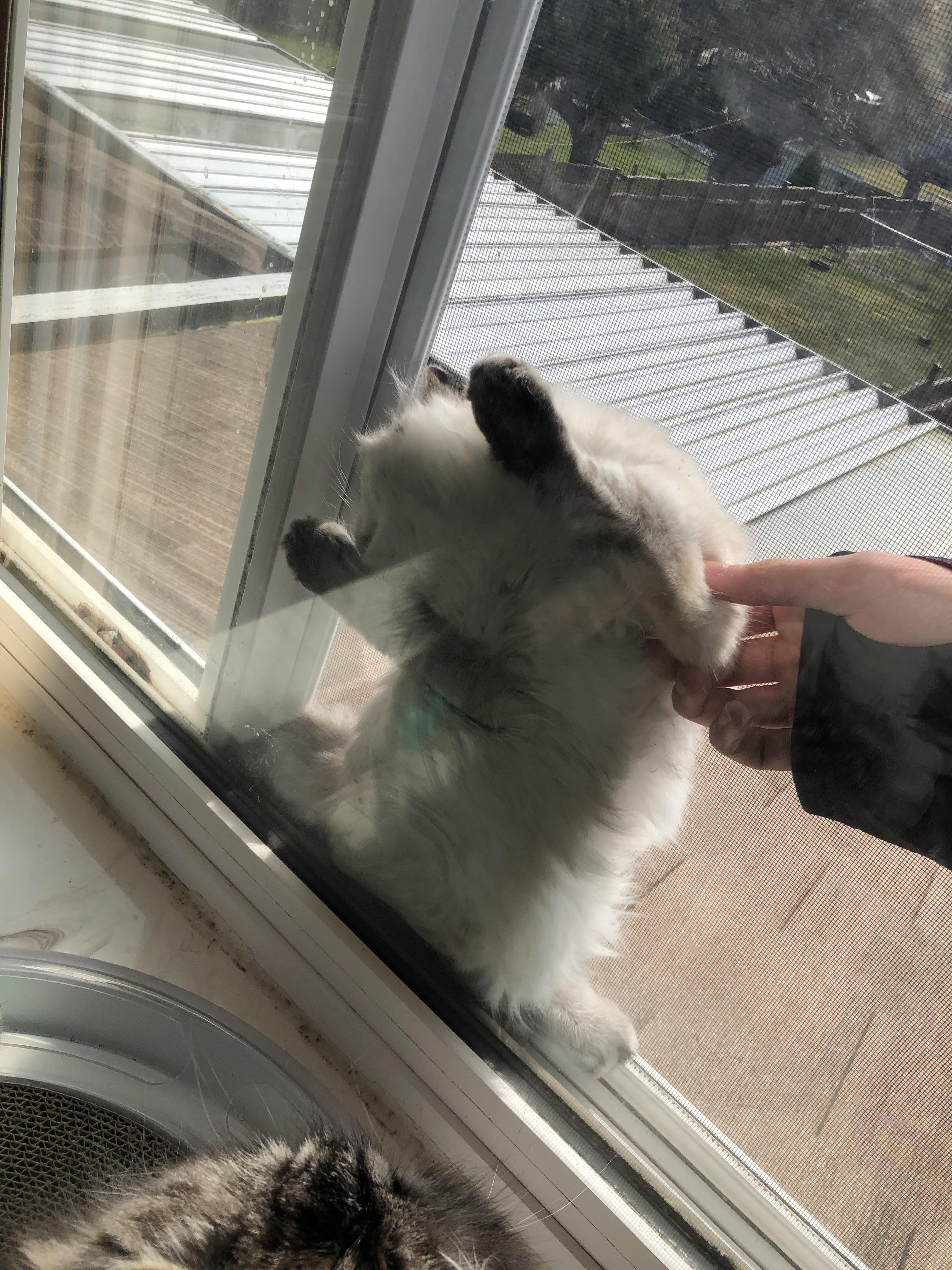 (OC)Popo got herself stuck between windows | Scrolller