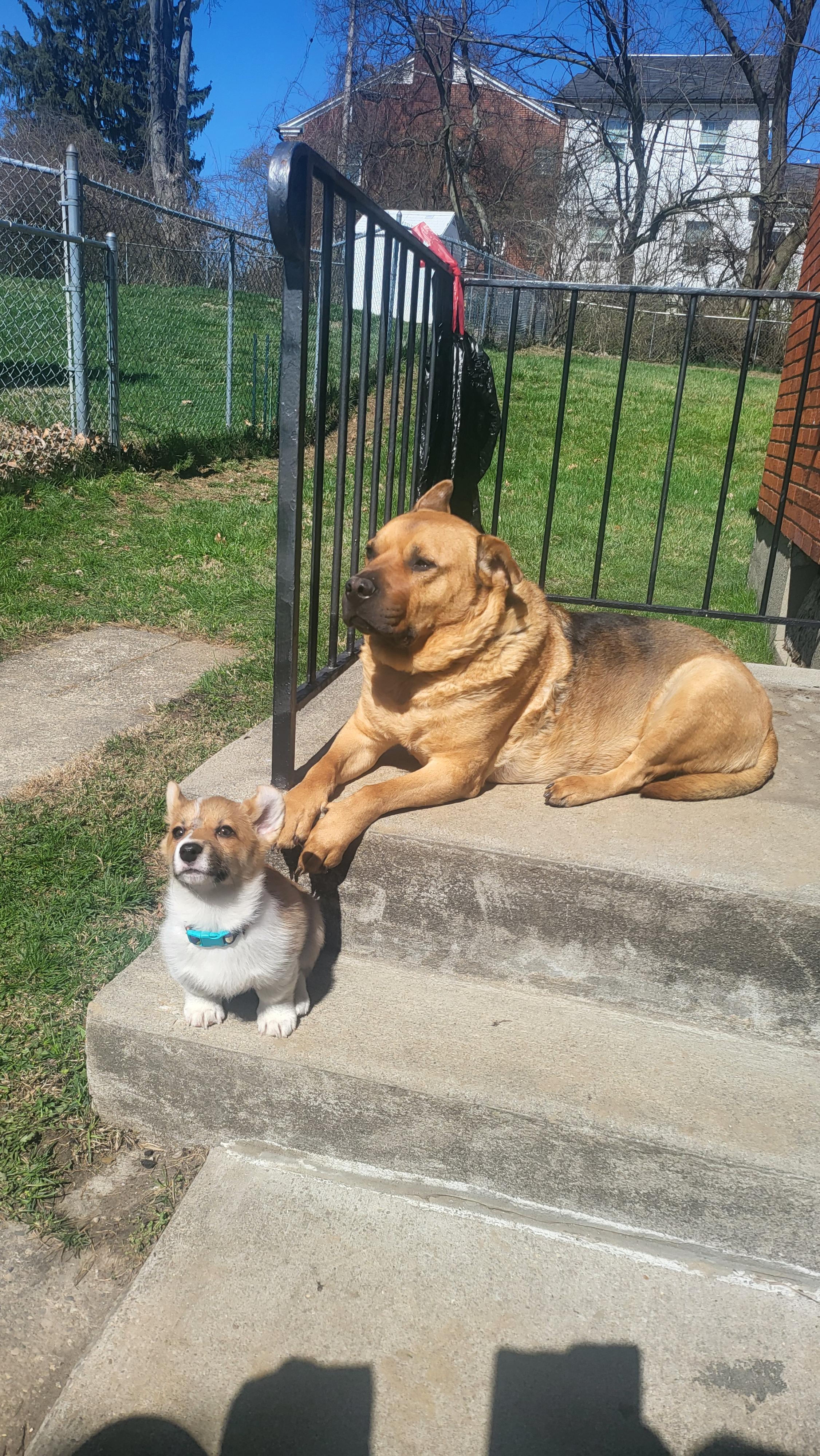 Meet our new pup, Rocket! | Scrolller