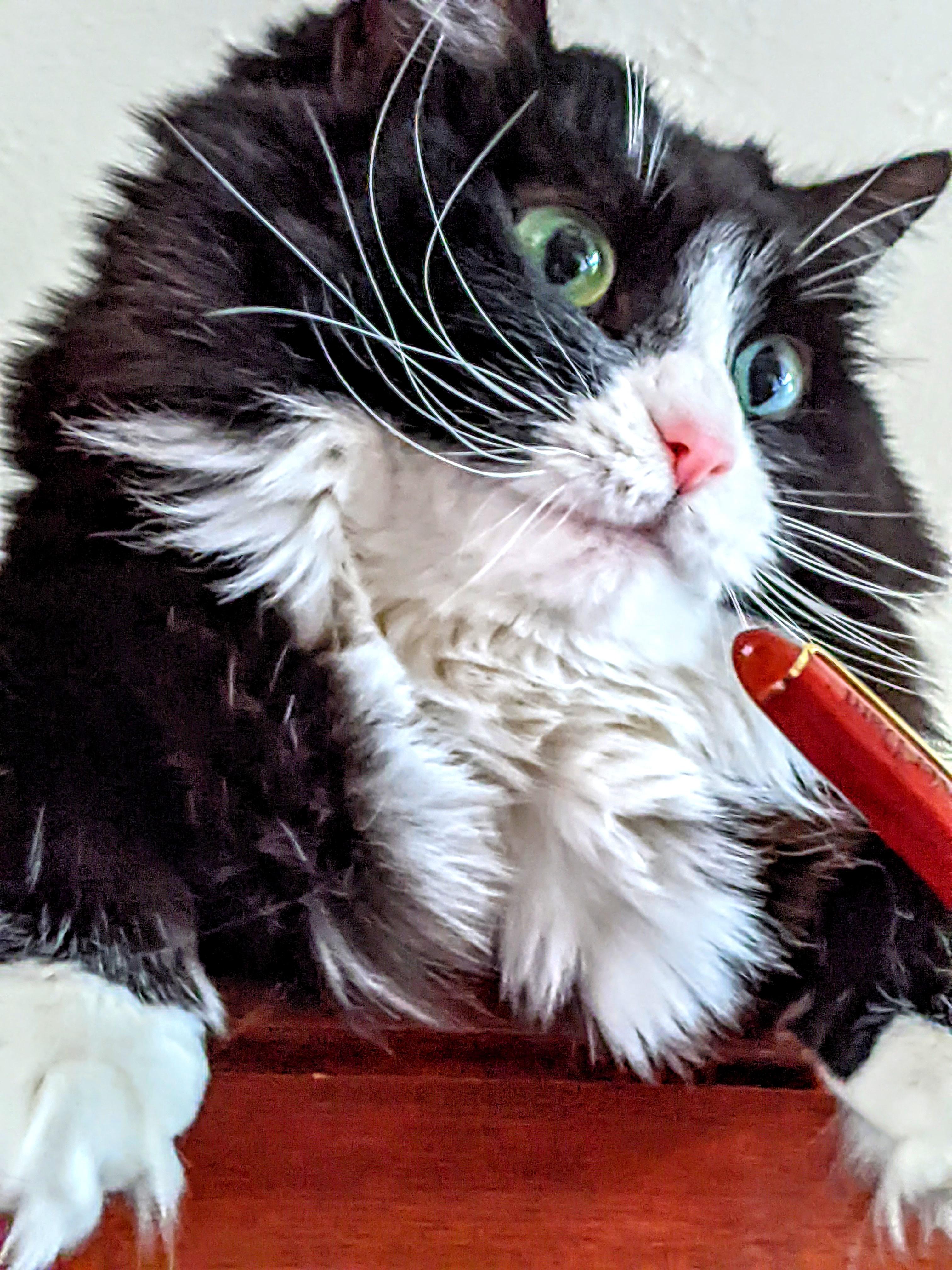 From floof to squished floof 😁 | Scrolller