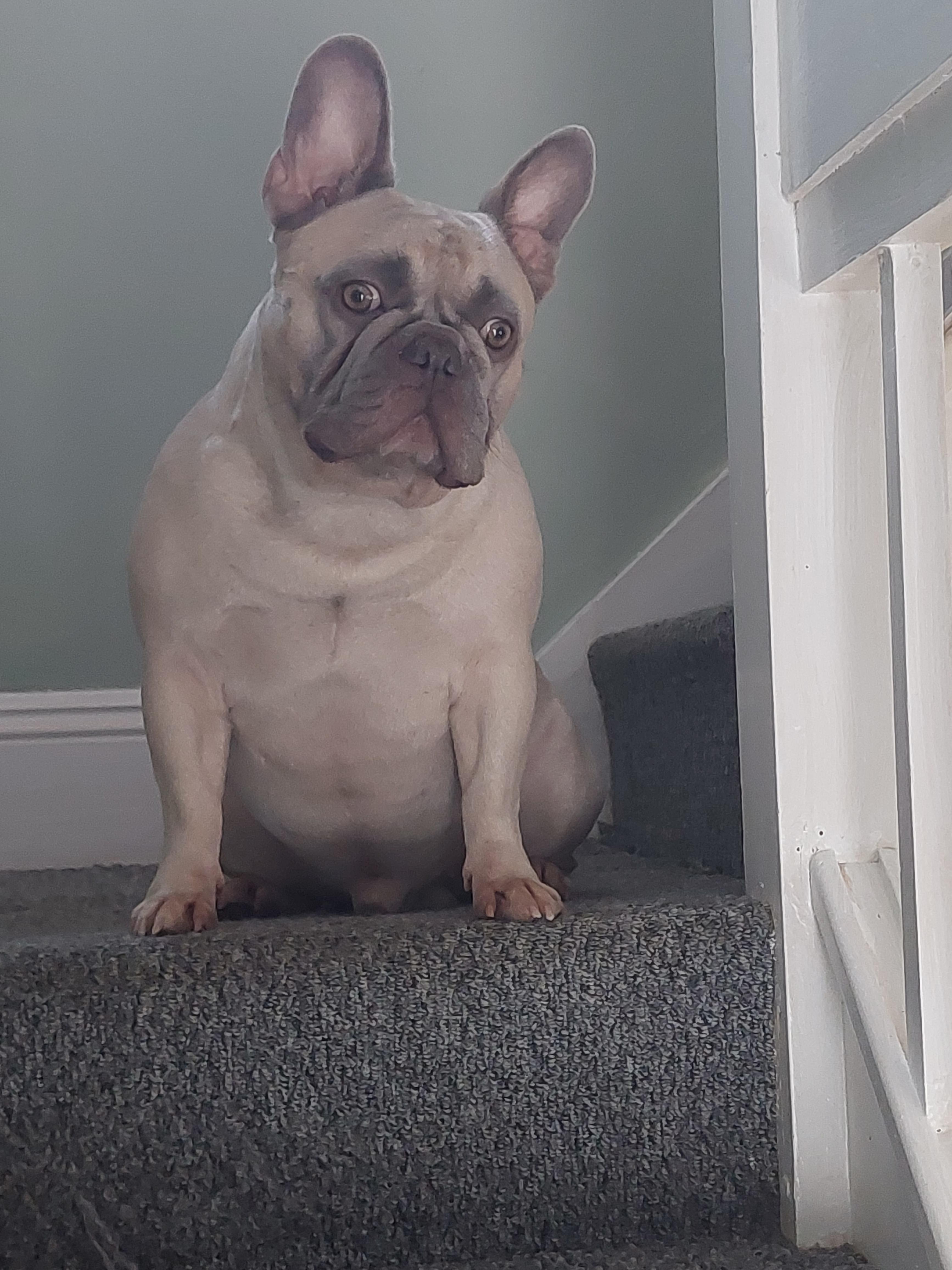 Meet Potato aka Milo! | Scrolller