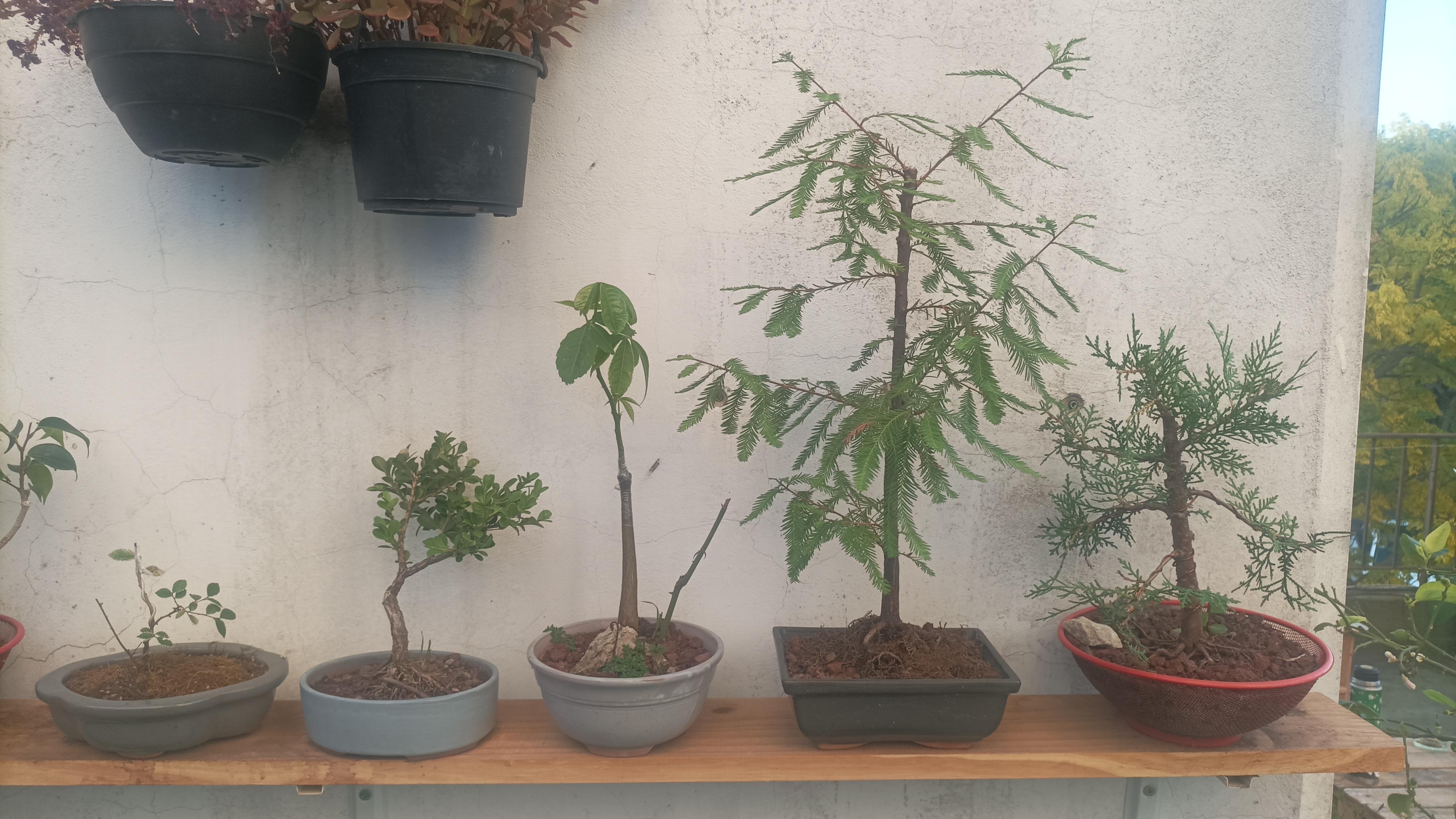 This is what I did in my first 4 months of a bonsai course | Scrolller