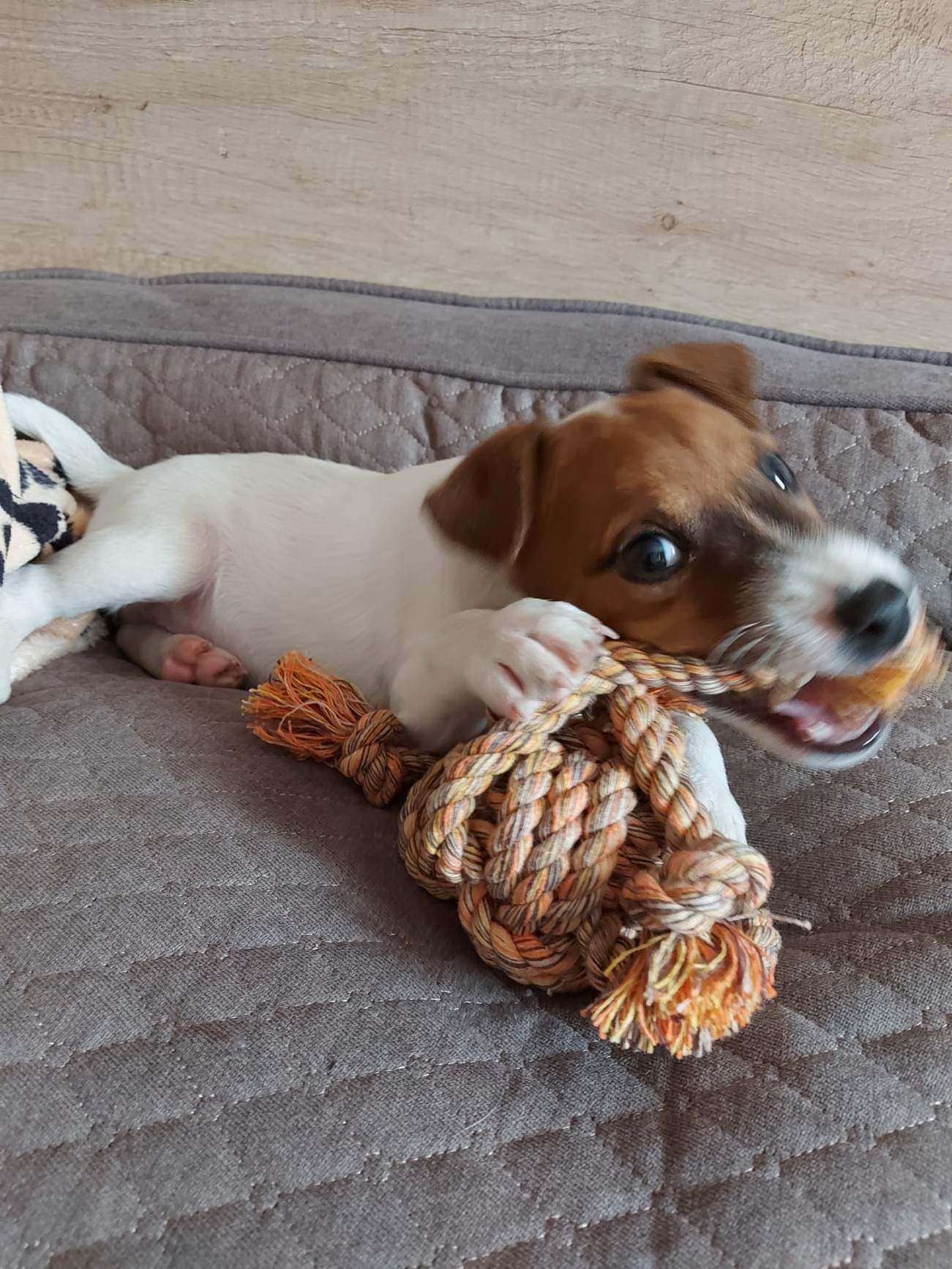 Here's Jack! | Scrolller