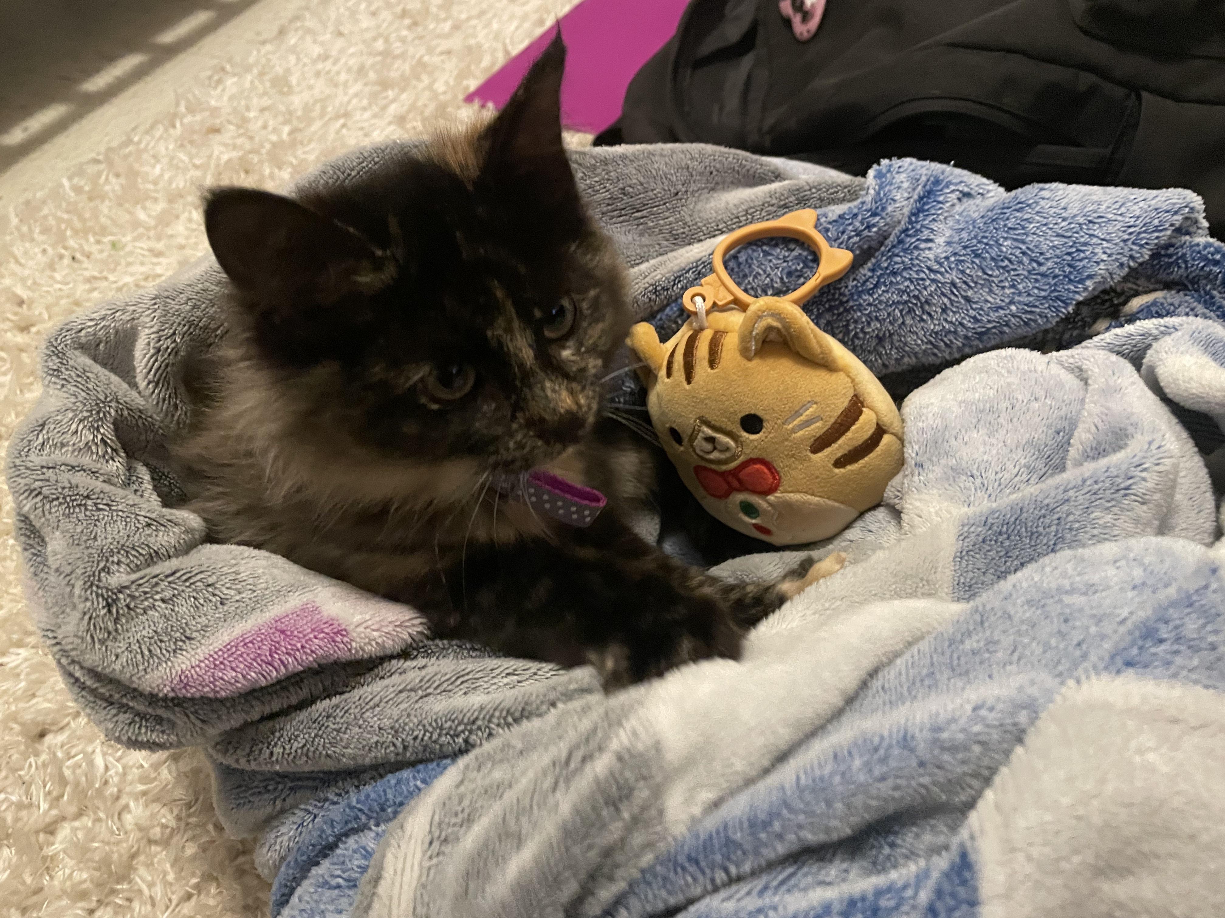 My new kitten, Hazel!! | Scrolller