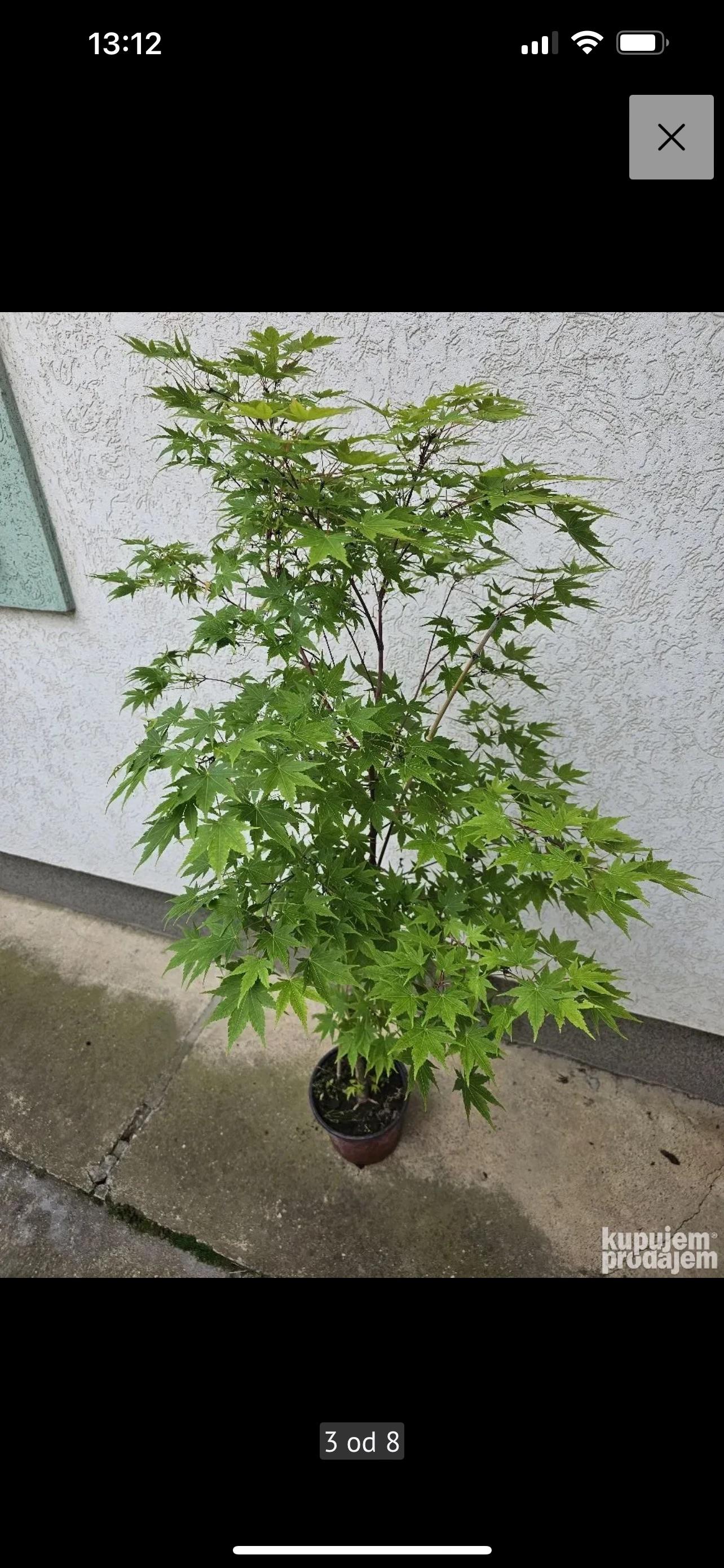 What are these Japanese Maples | Scrolller