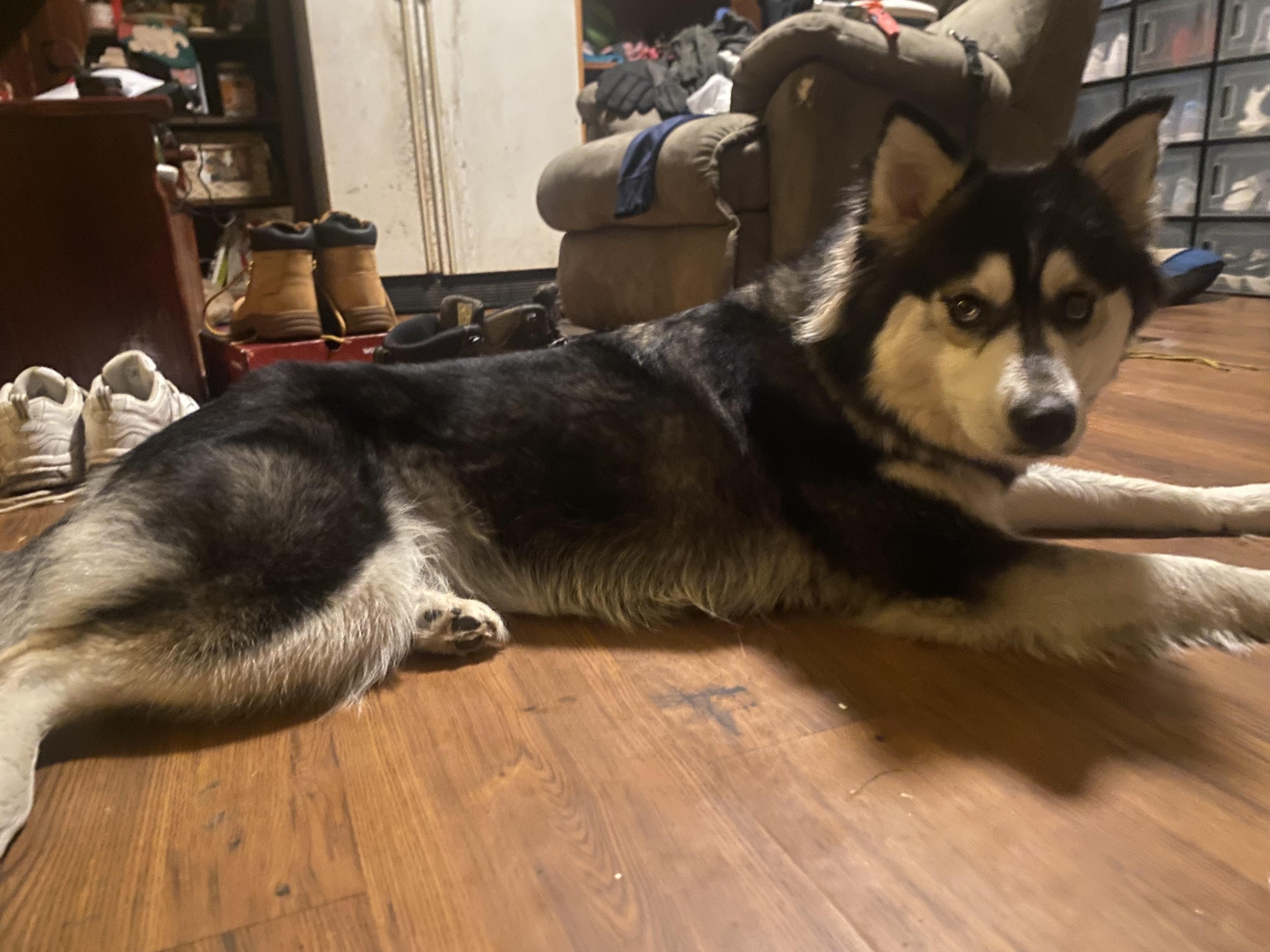 Battle of the floof! | Scrolller