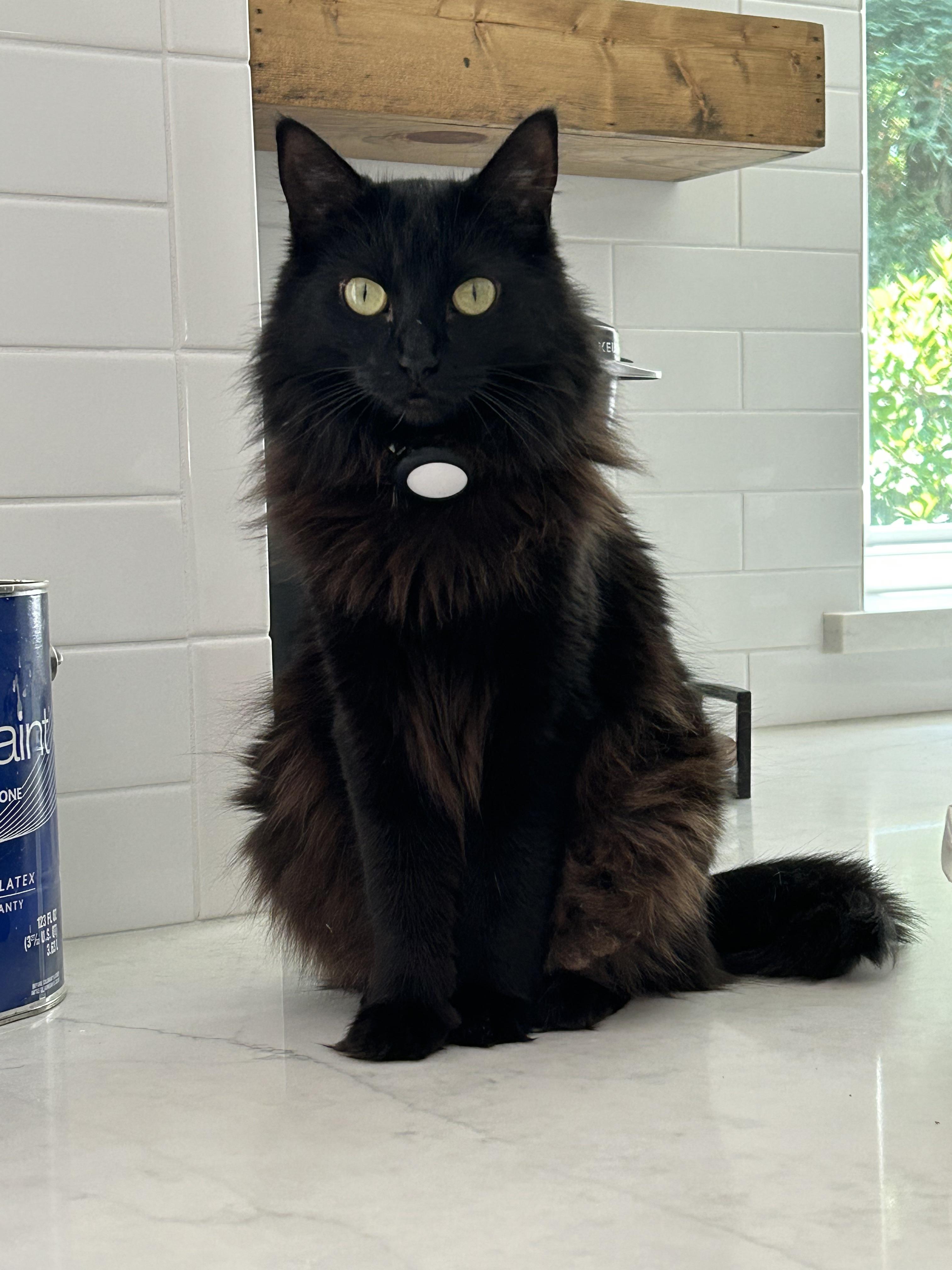 She’s part Maine coon, do you think she belongs here? | Scrolller