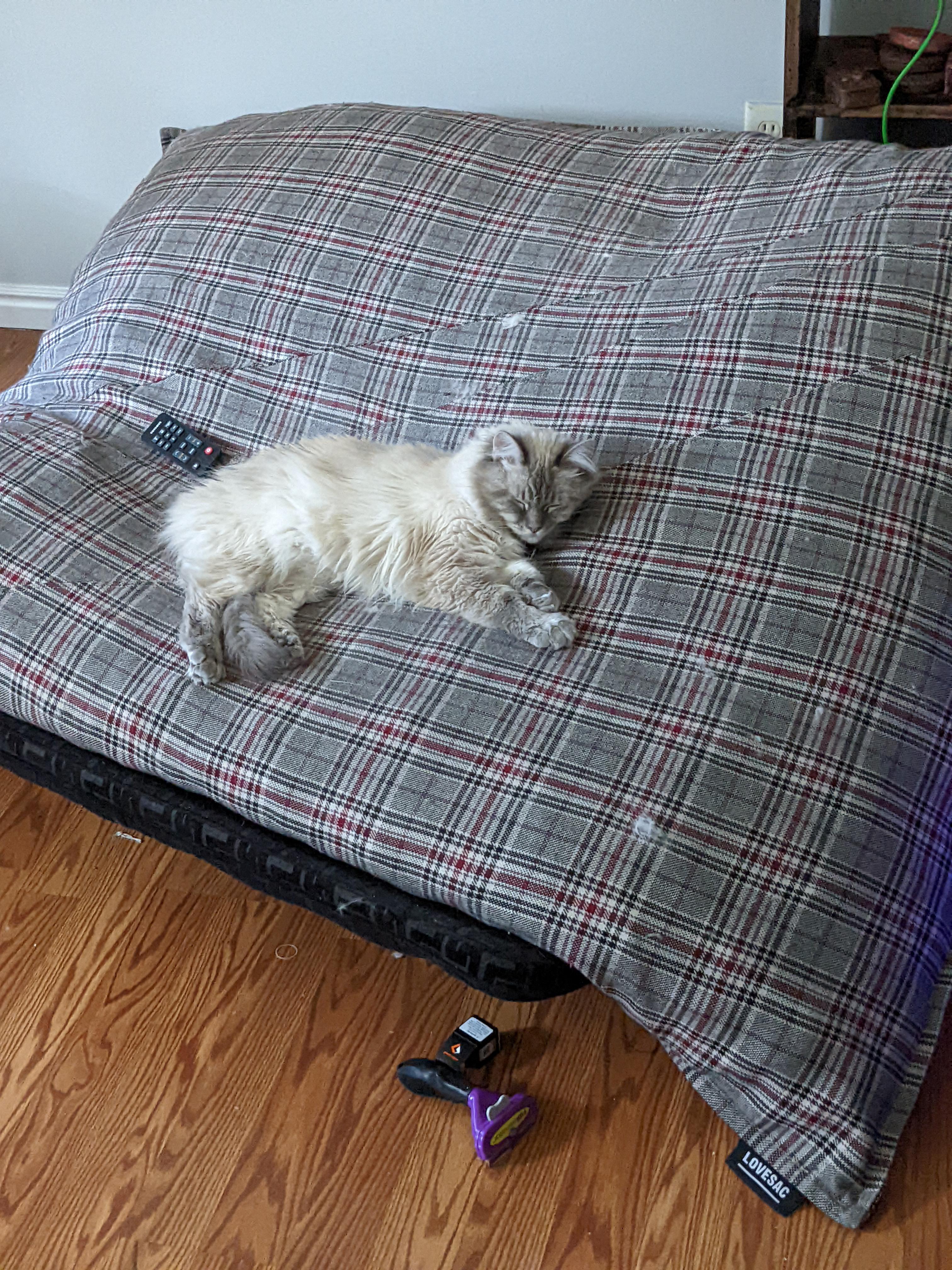 More of my roommate's floof, Felicia | Scrolller