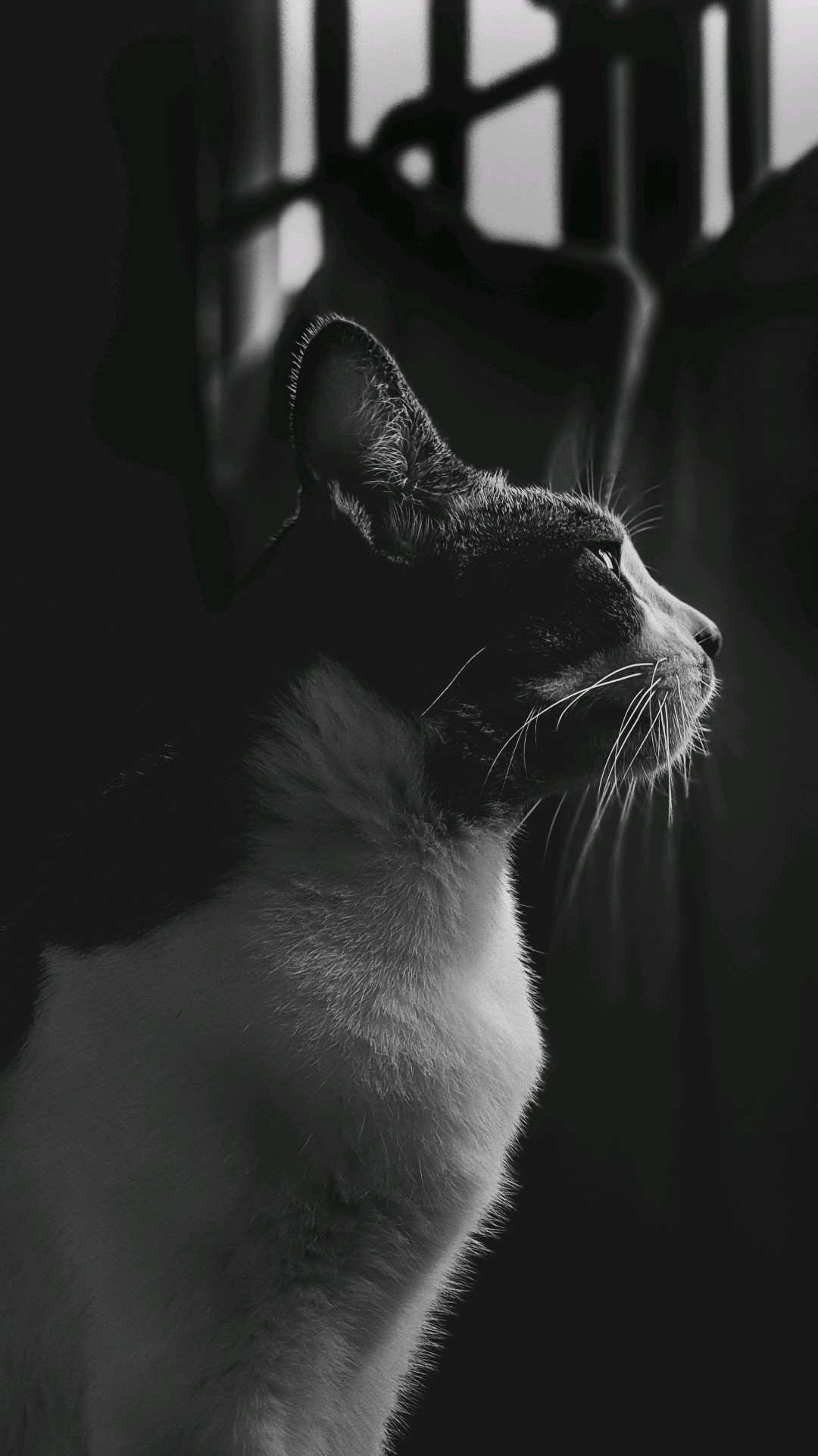 Mimi ️ | Scrolller