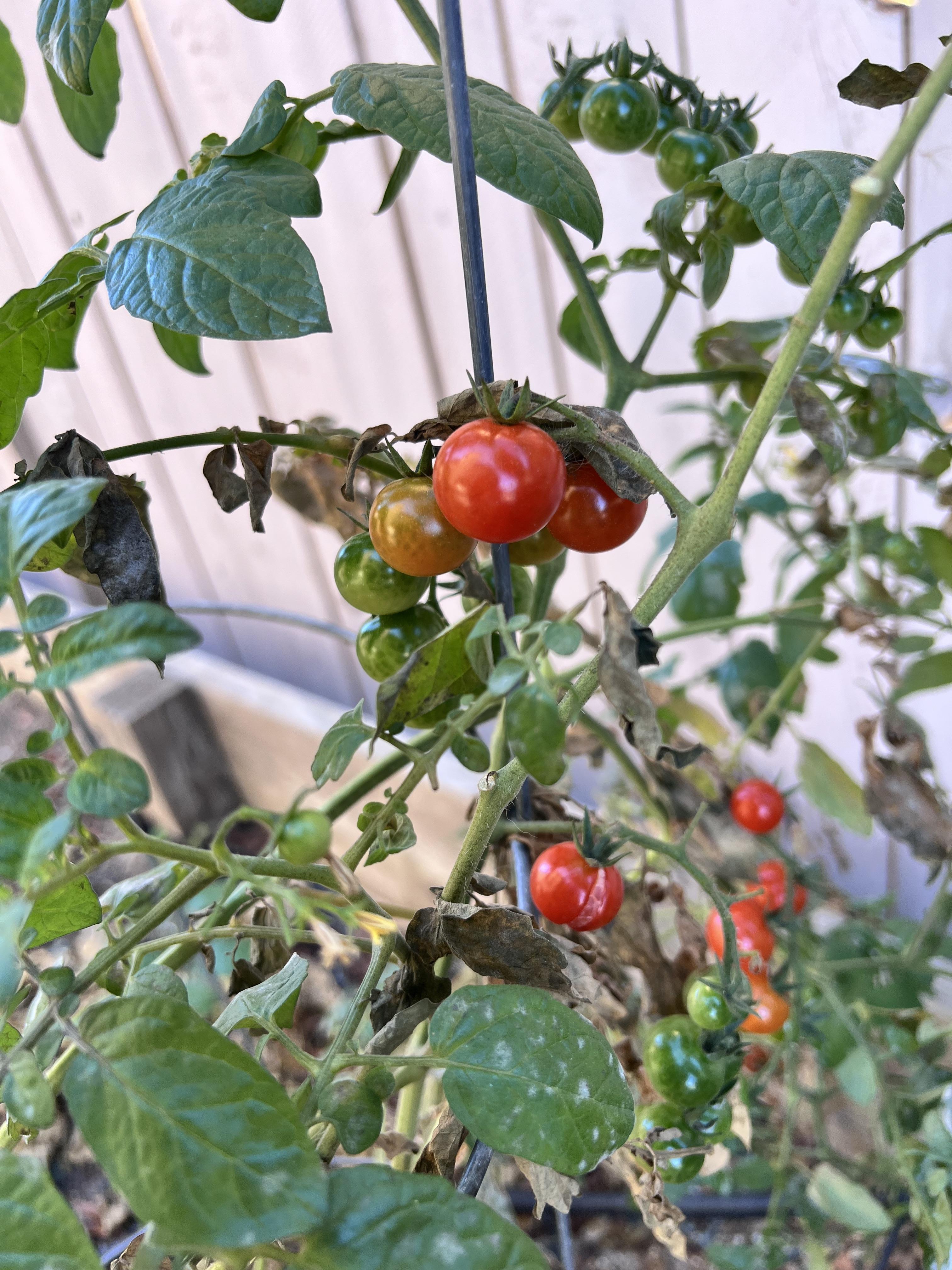 Tomatoes! | Scrolller