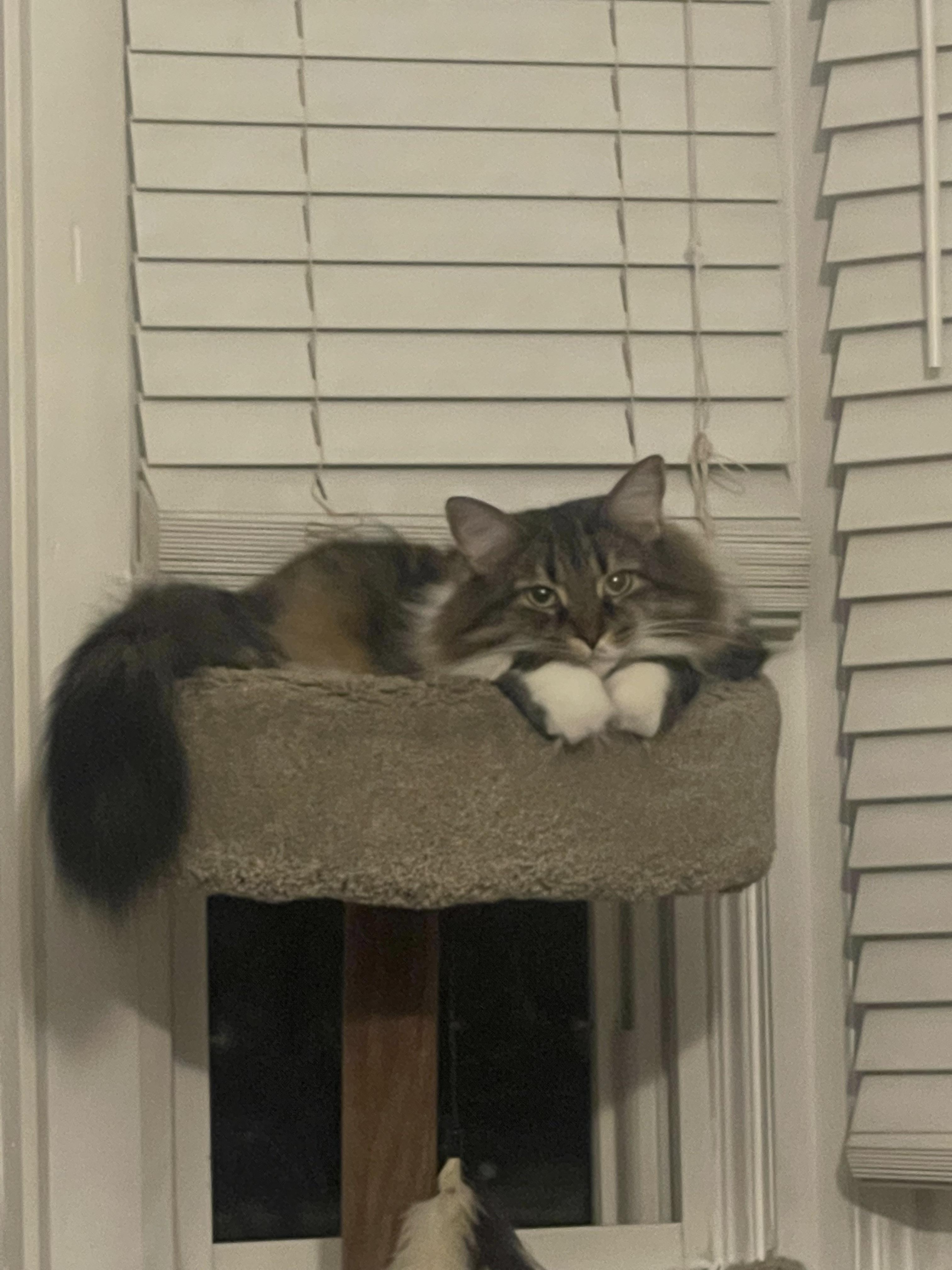 Sleepy boy atop his tower | Scrolller
