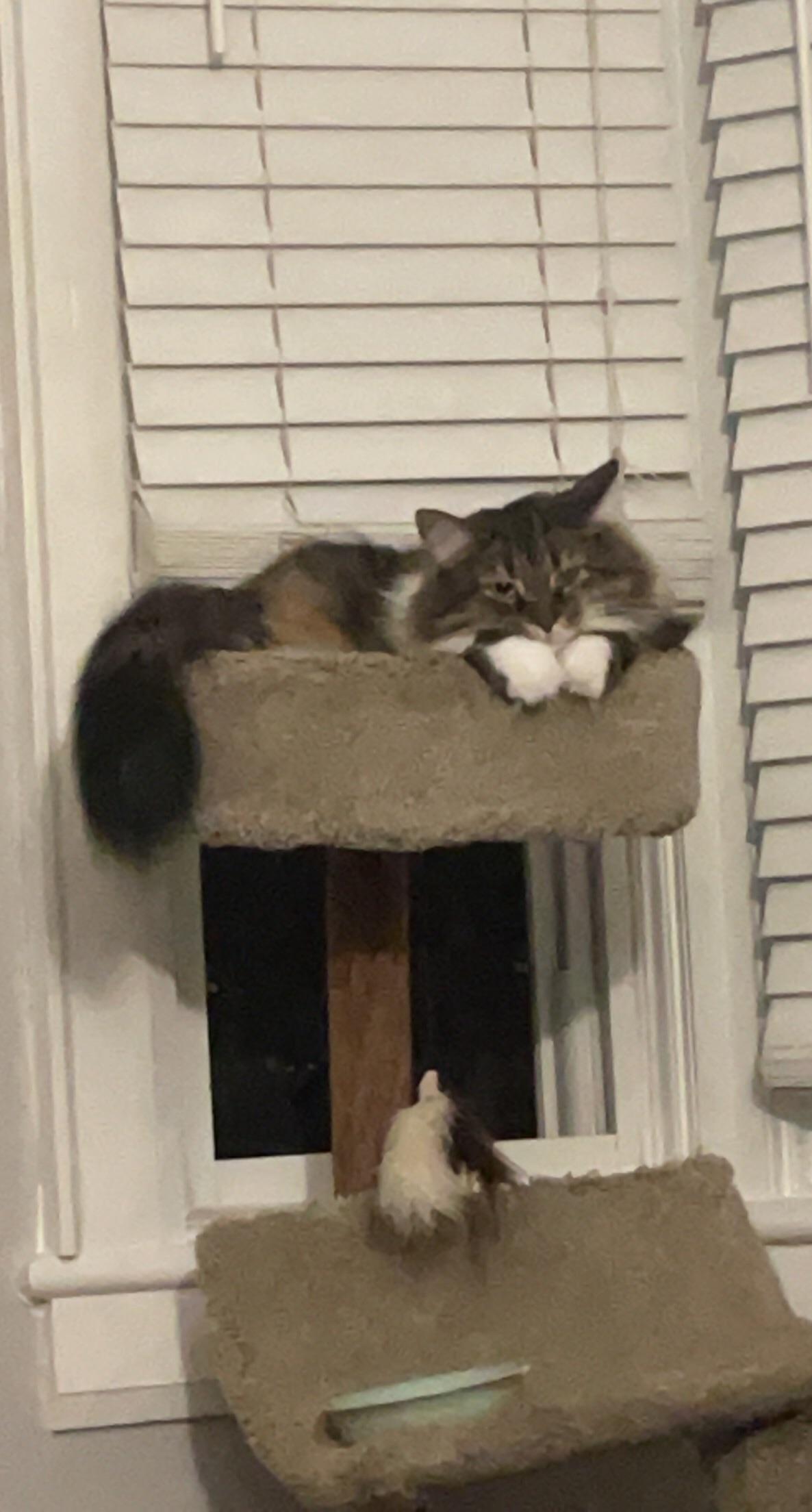 Sleepy boy atop his tower | Scrolller