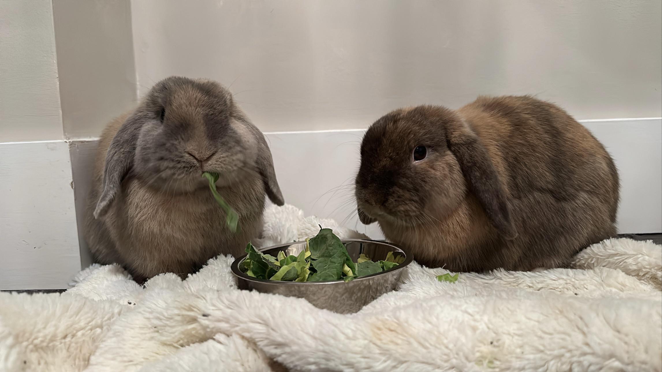 Eat eat eat sleep repeat | Scrolller