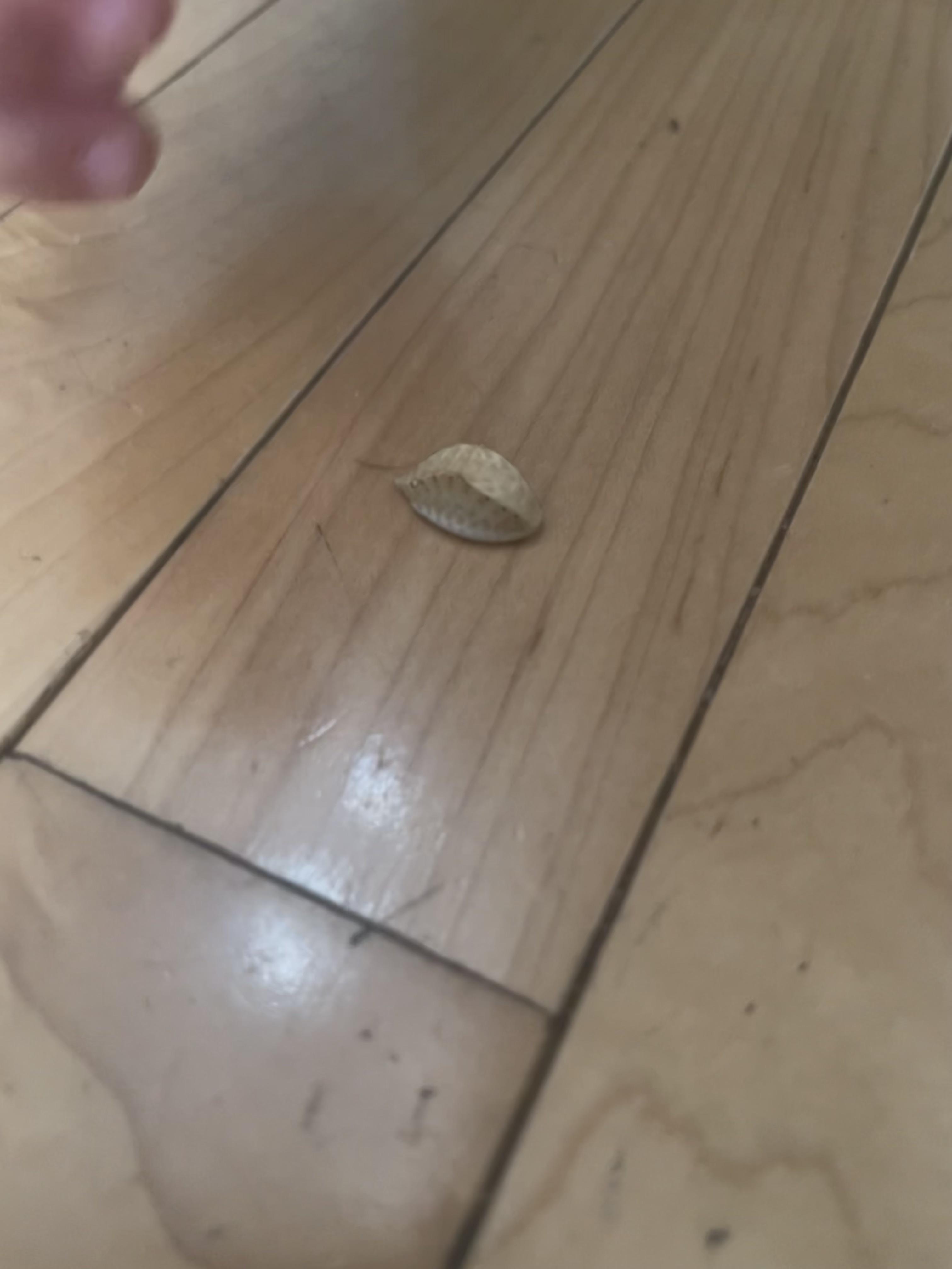 What is this bug? | Scrolller