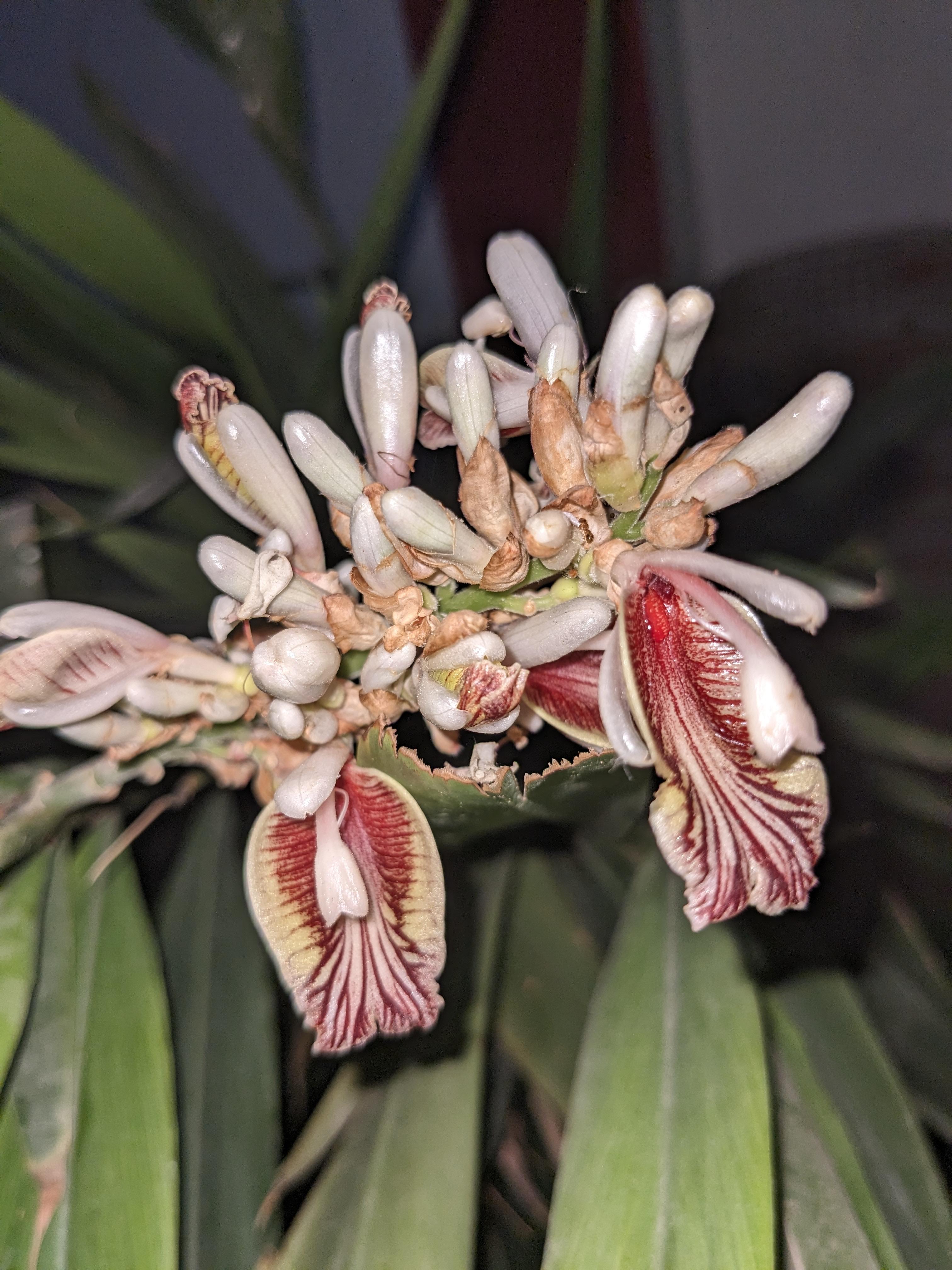 Cardamom flower. | Scrolller