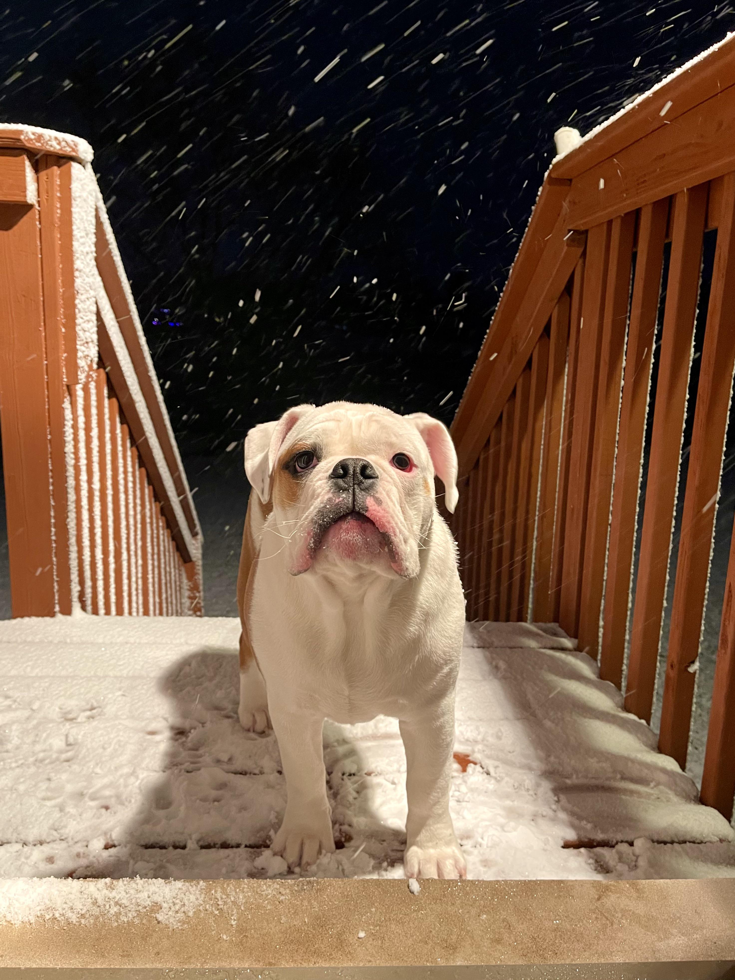 [OC] my dog developing a core memory of his first snow. | Scrolller