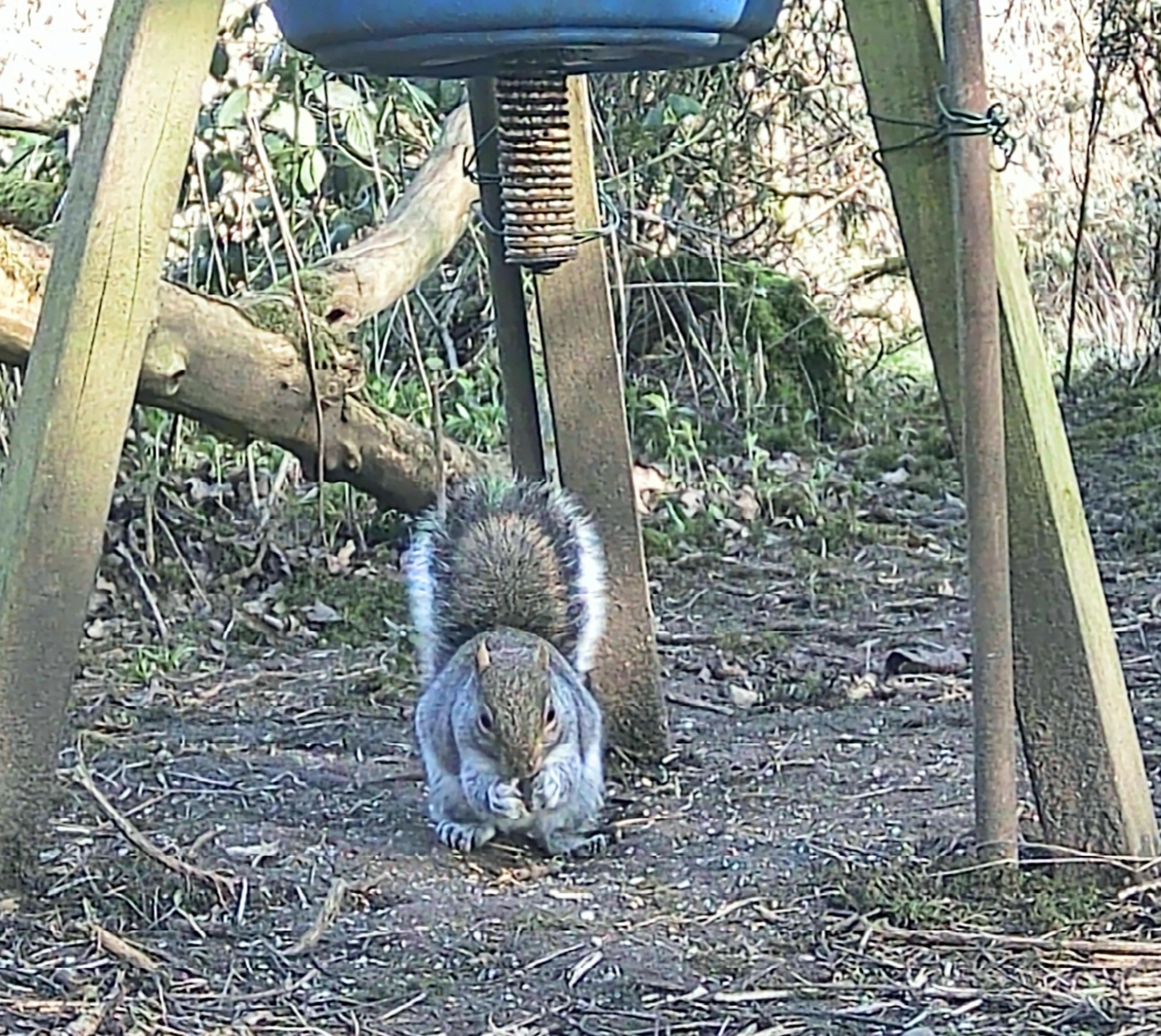 New arrival at one of my woodland feeders . | Scrolller