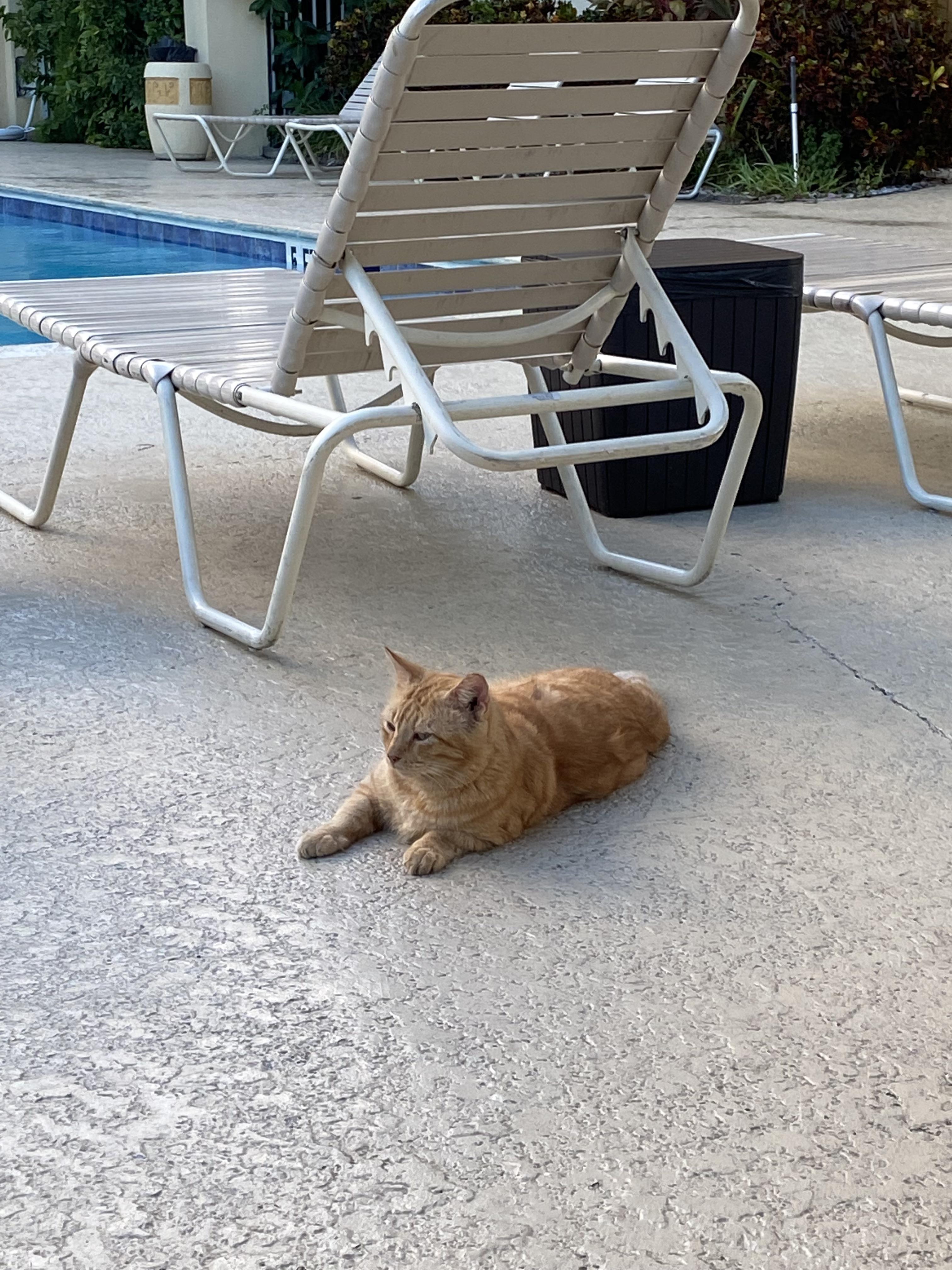 More of the feral cat colony | Scrolller