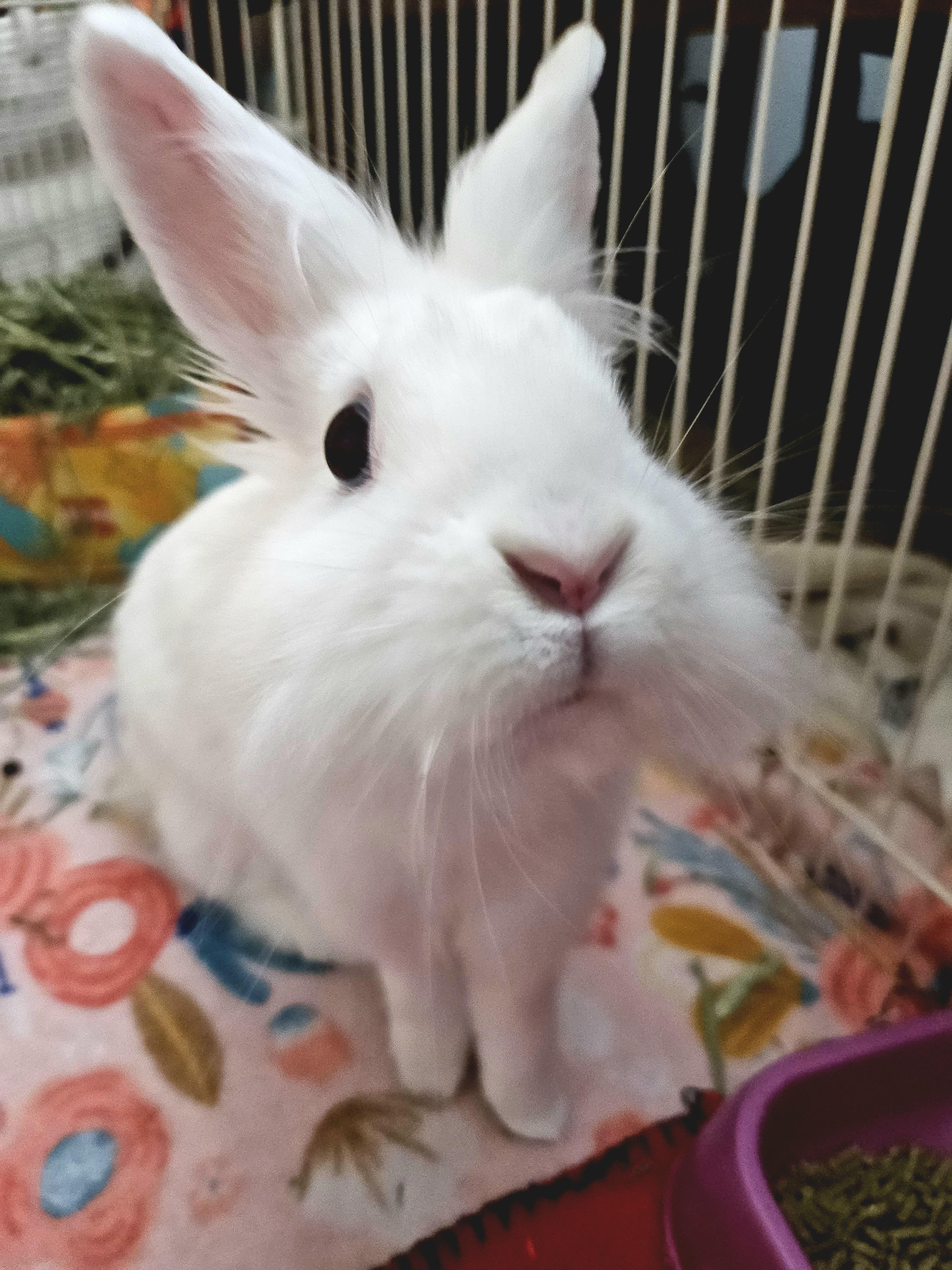 My new foster - Tinsel ! | Scrolller