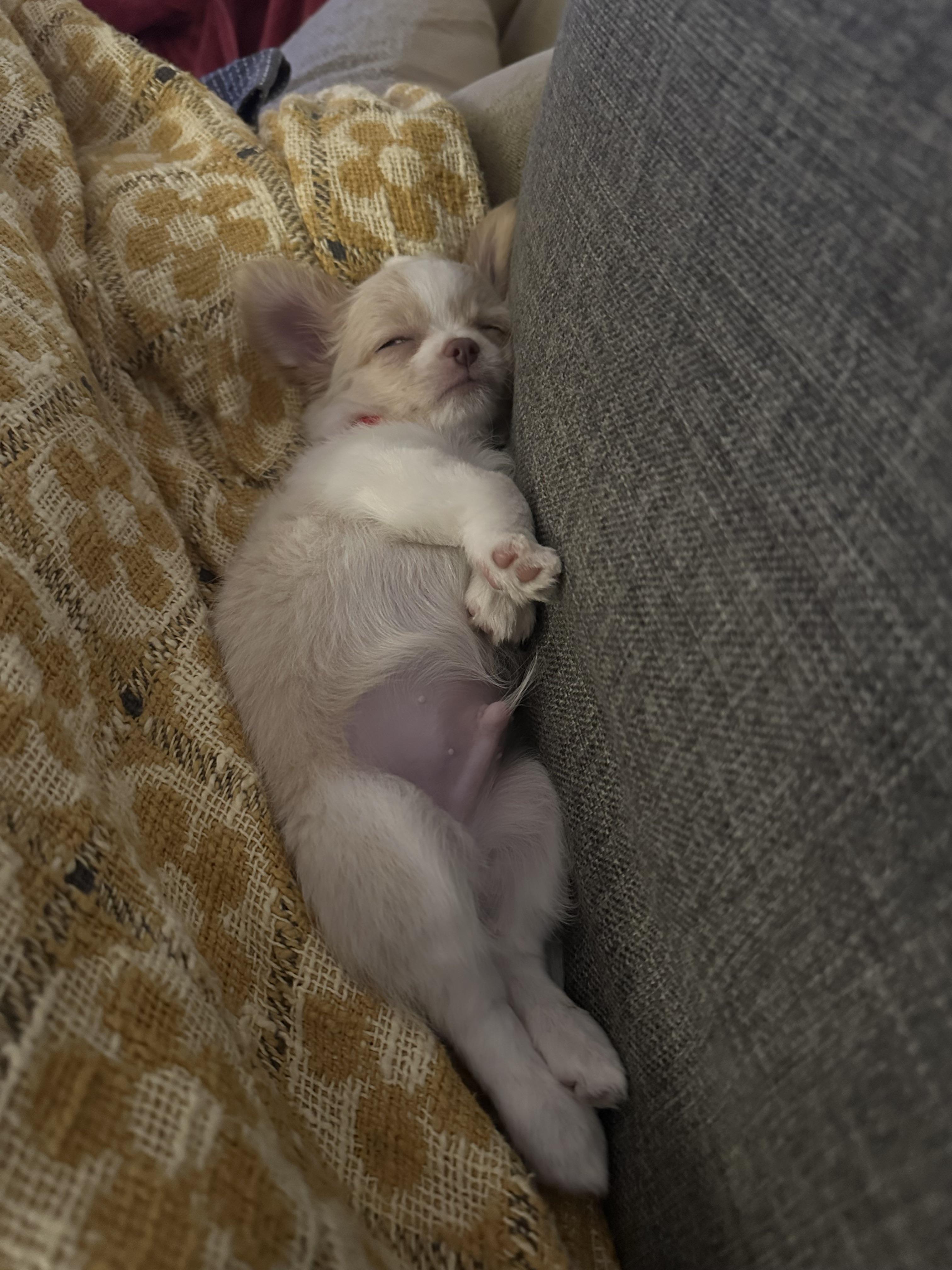 Meet Noodle | Scrolller