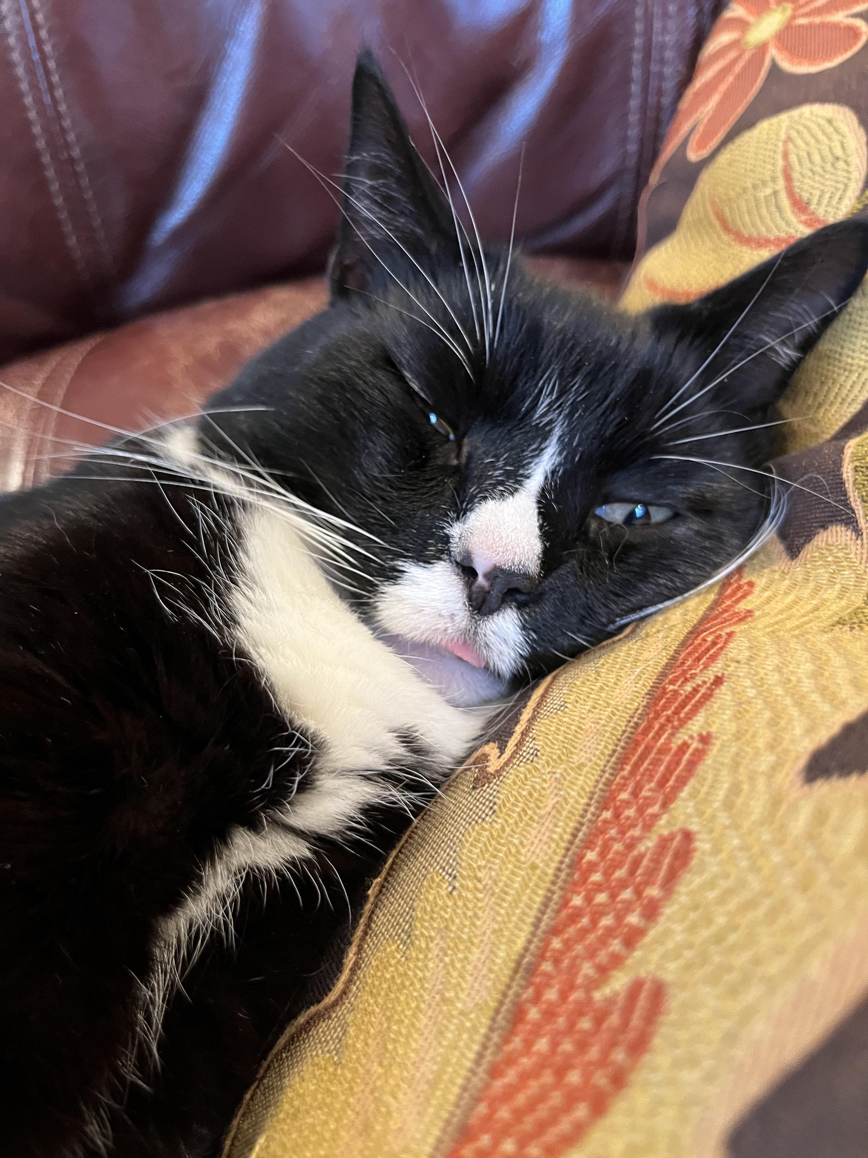 Behold the rare Open Eyes Blep | Scrolller
