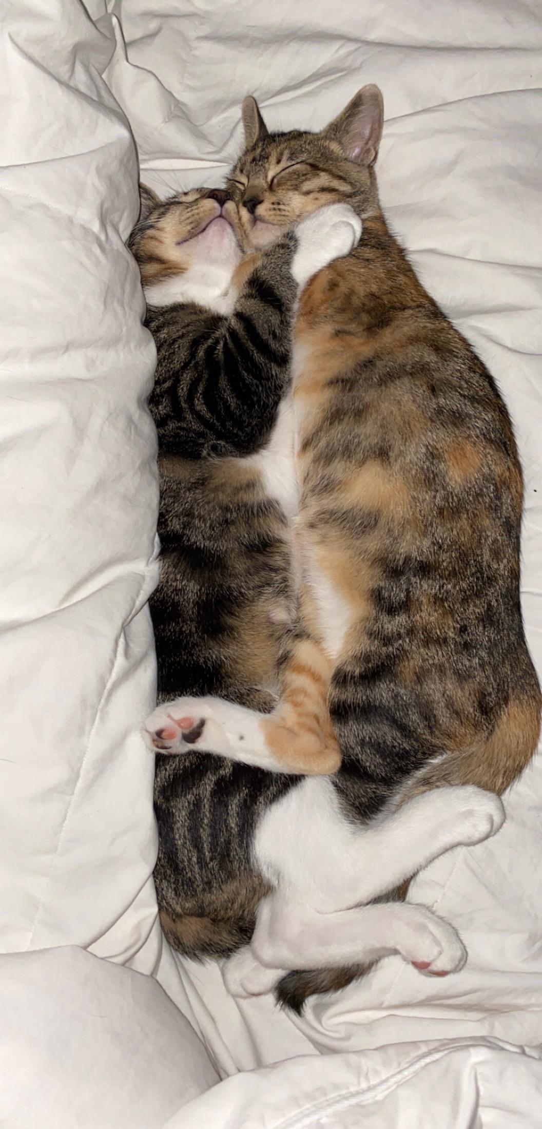 [OC]cuddles | Scrolller