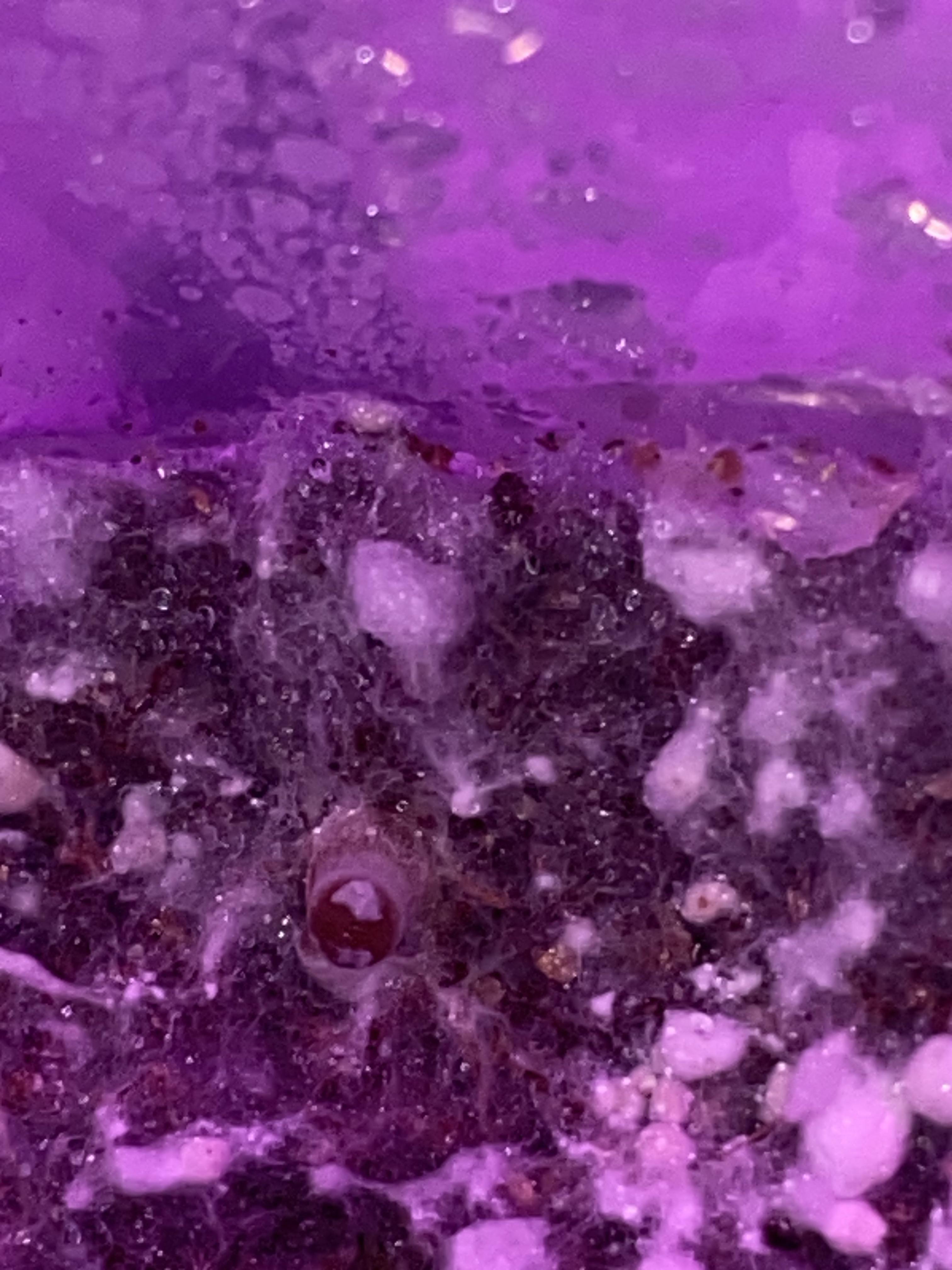 [Actives] first time grower and just got my first pins!! (Golden teacher) | Scrolller