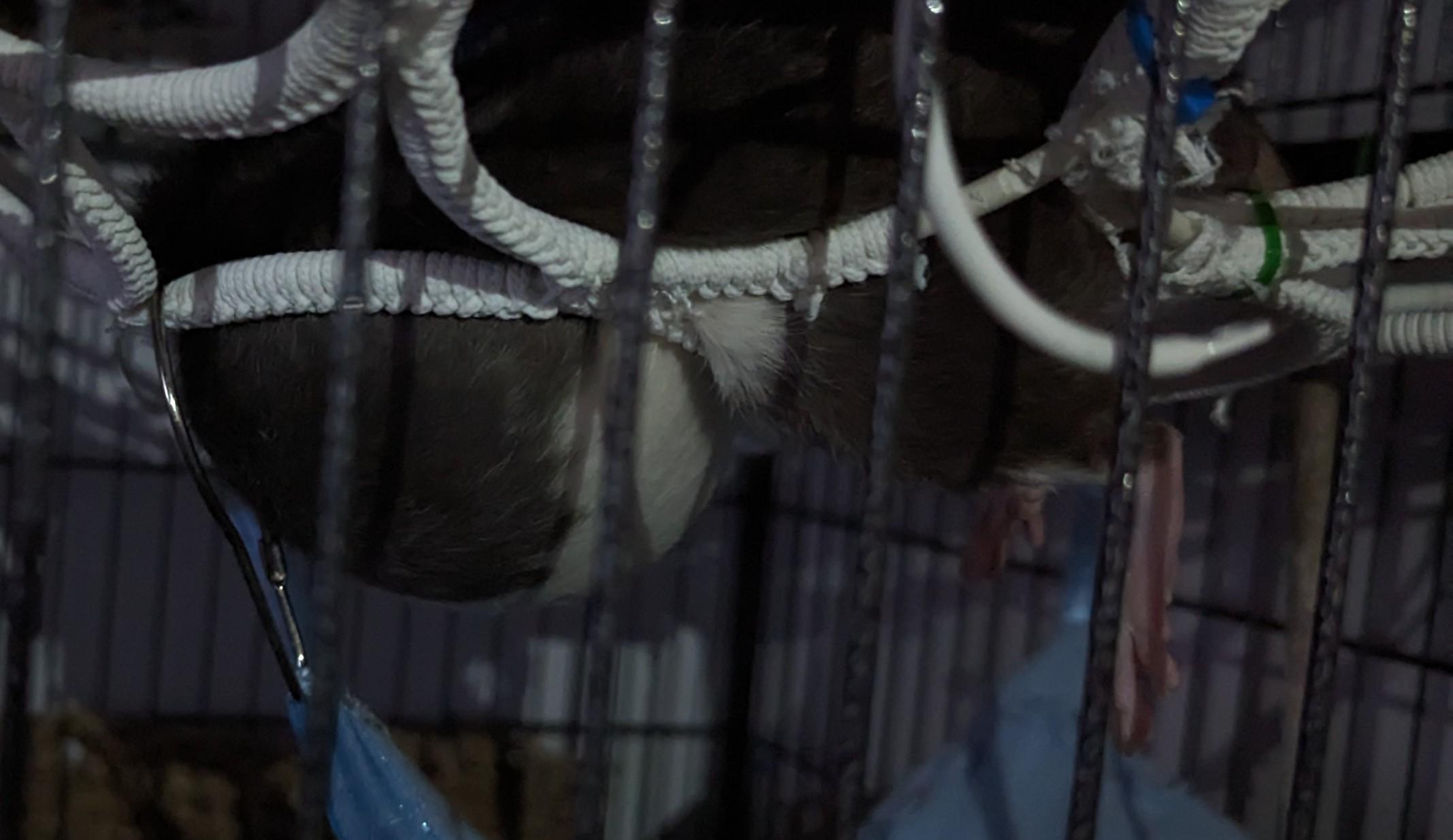 Y'all think this is comfy? | Scrolller