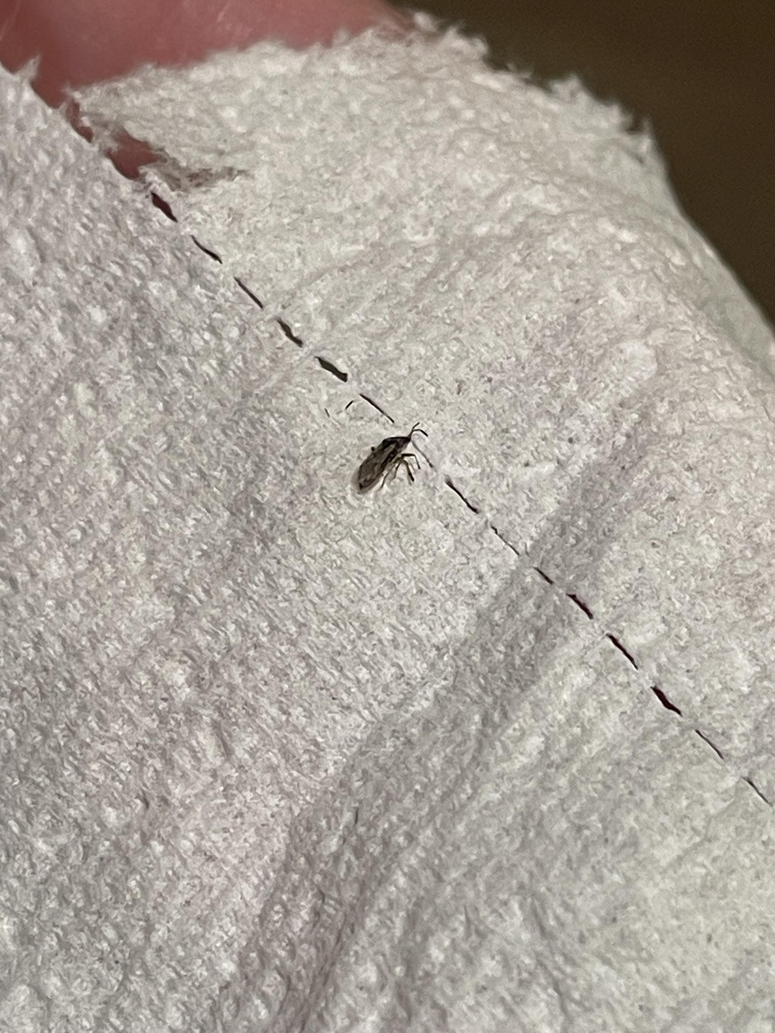 Help identifying this bug | Scrolller