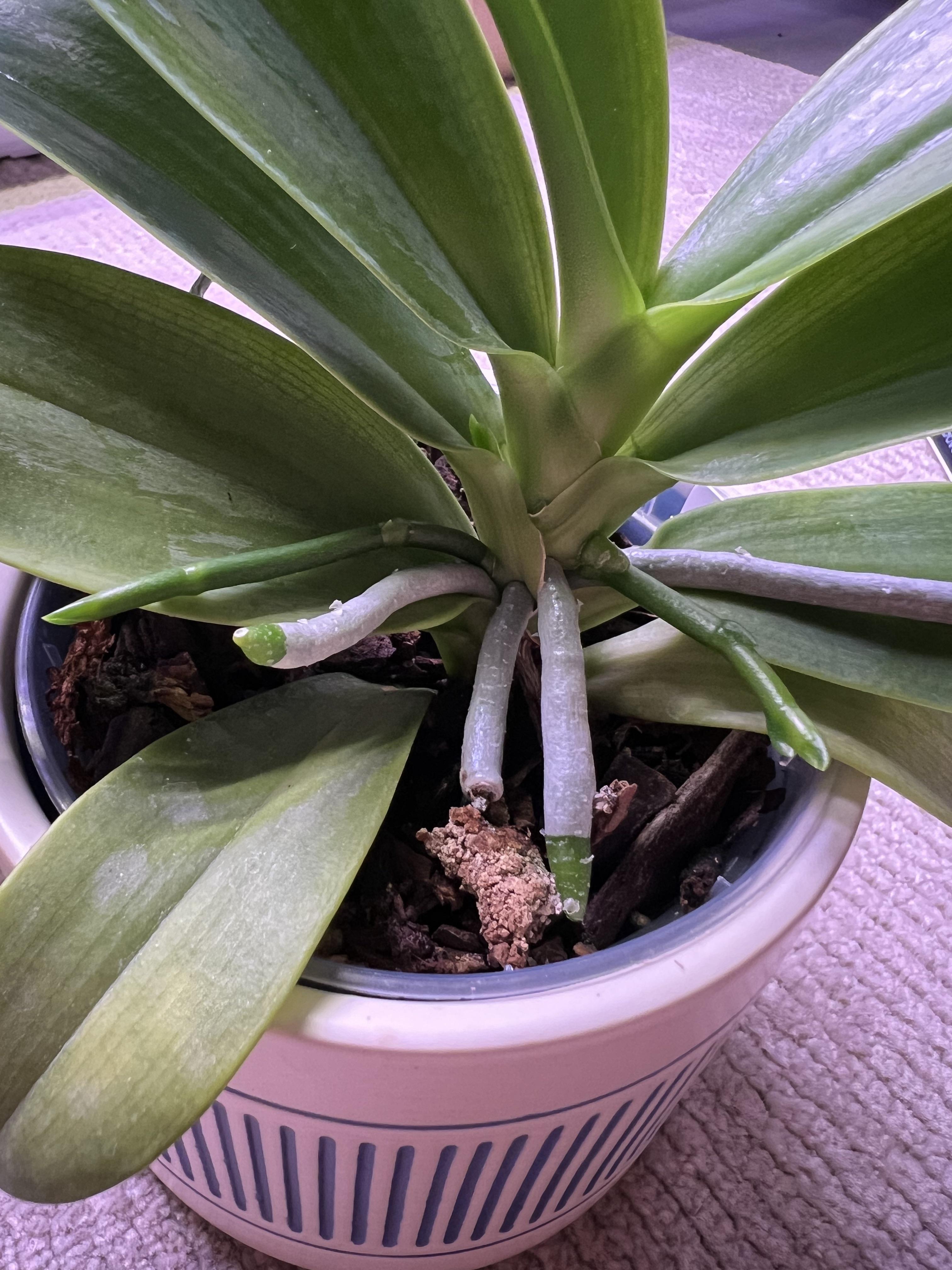 First time blooming - is that a third spike??? | Scrolller