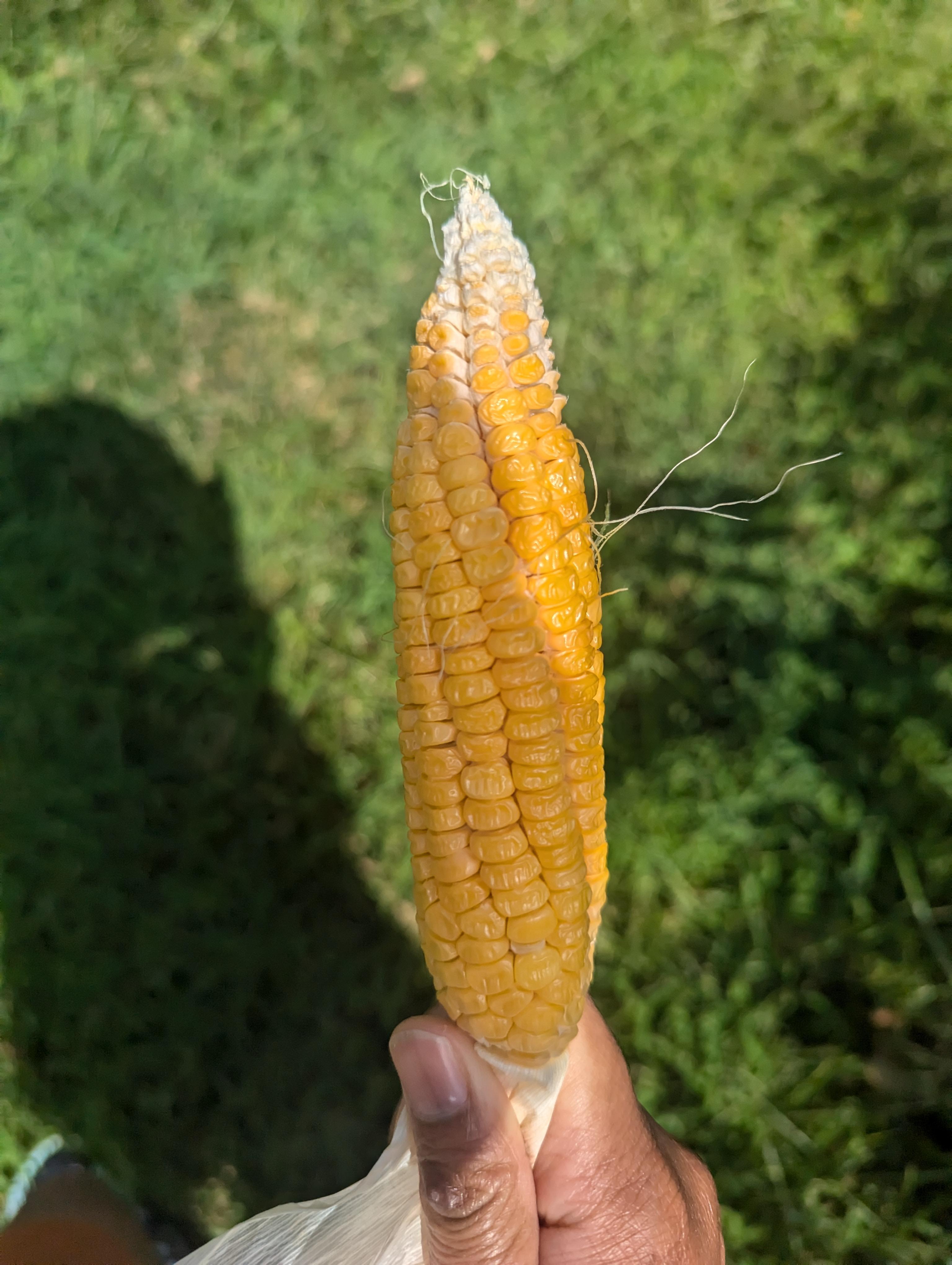 Are these edible? | Scrolller