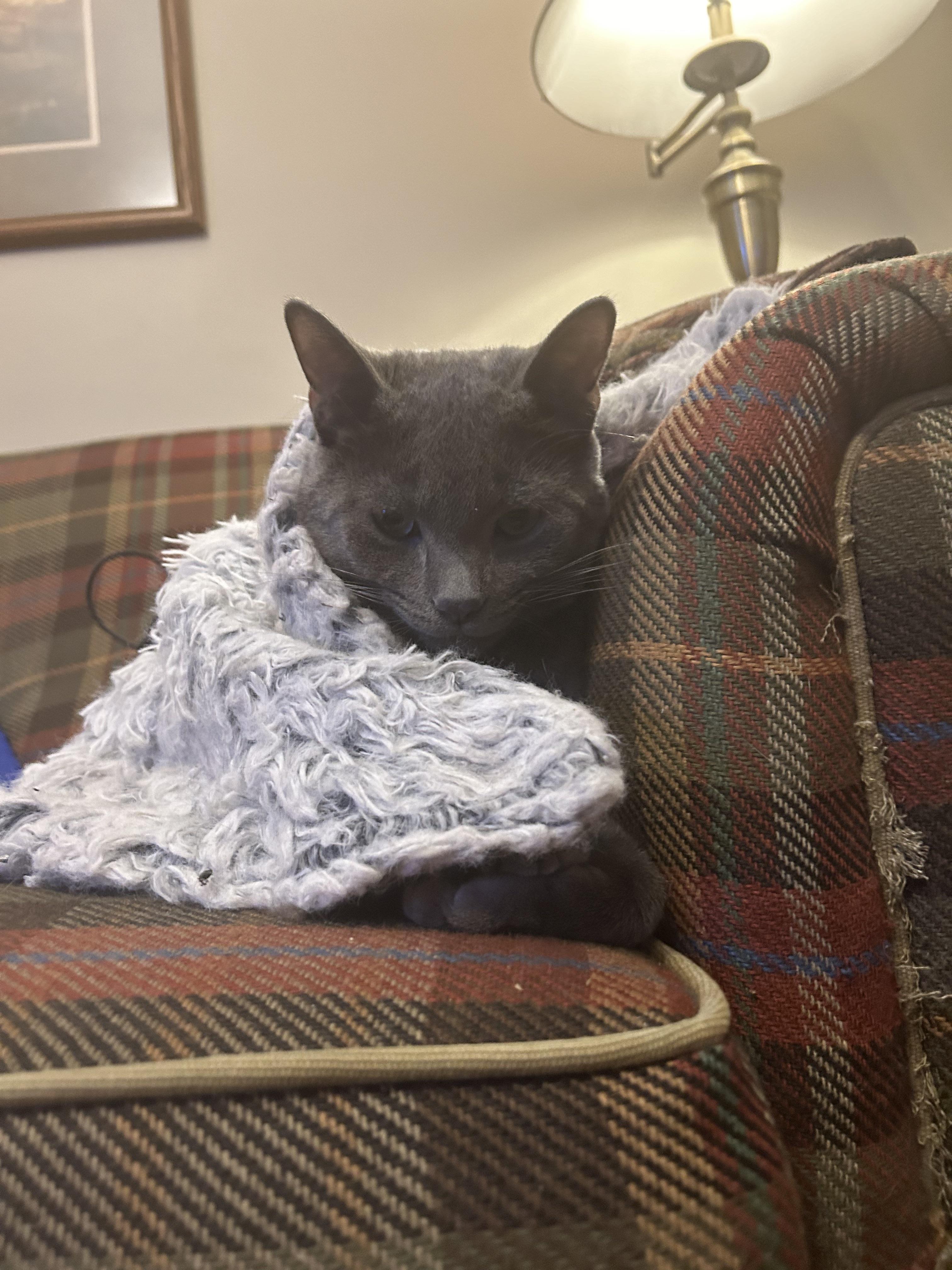 Smoke (has a stub for a tail and) seems grumpy today | Scrolller