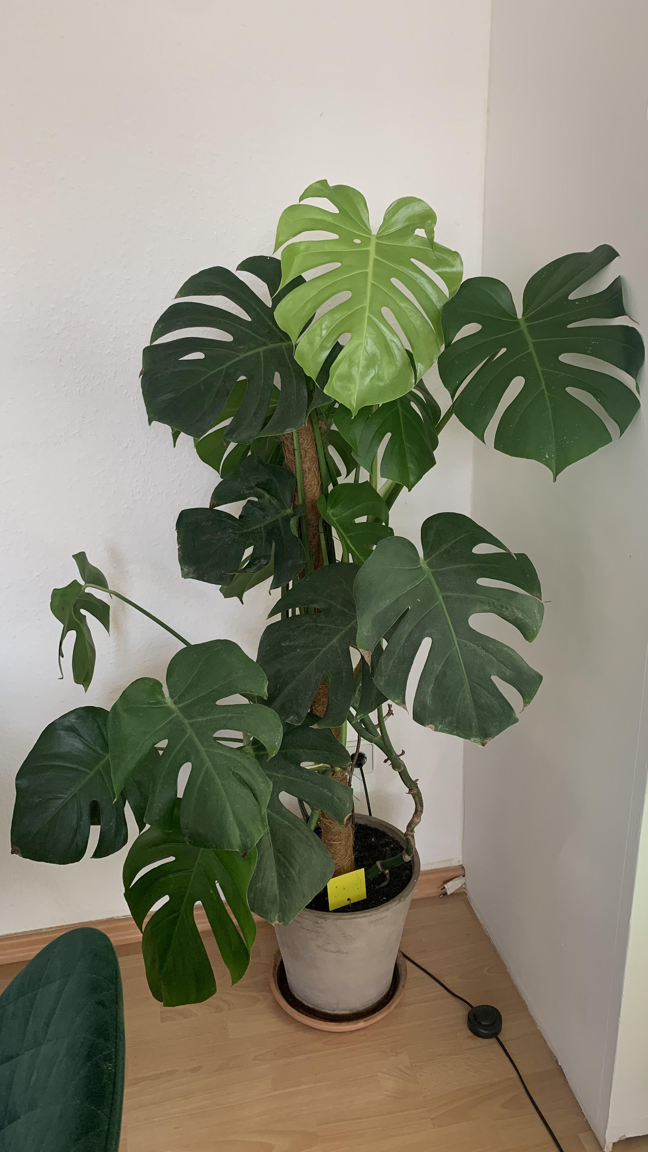 Monstera help | Scrolller