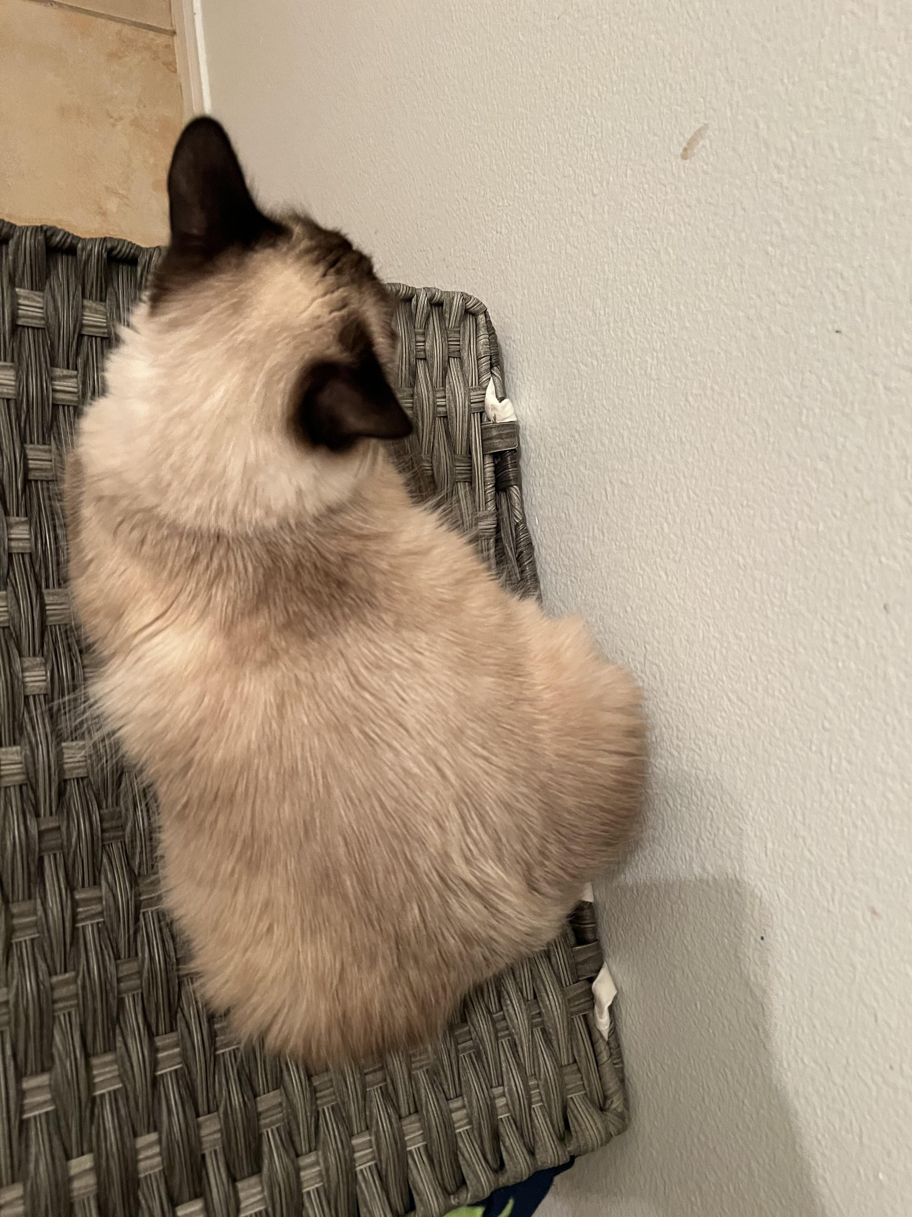 Chicken pose | Scrolller