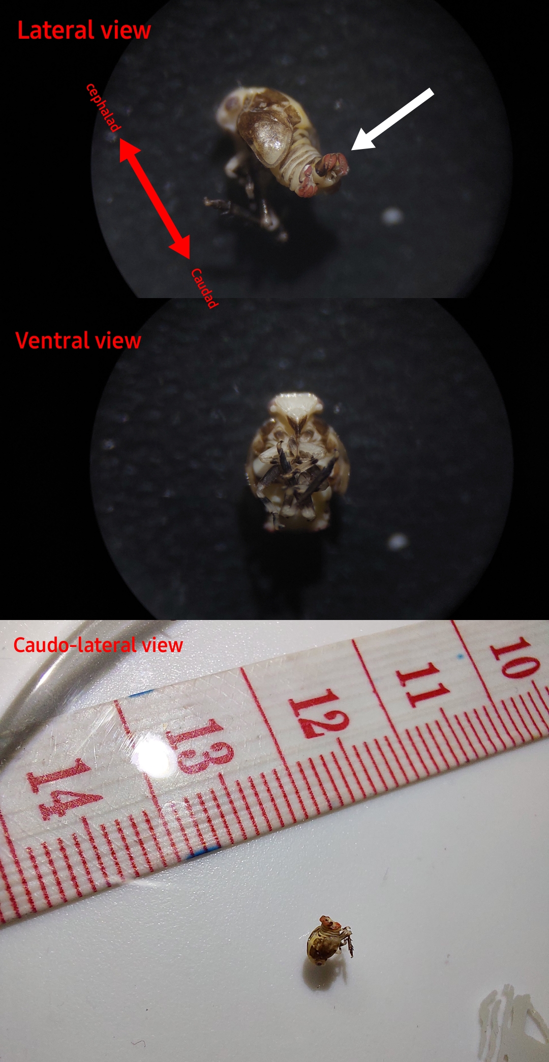 What is this insect? | Scrolller