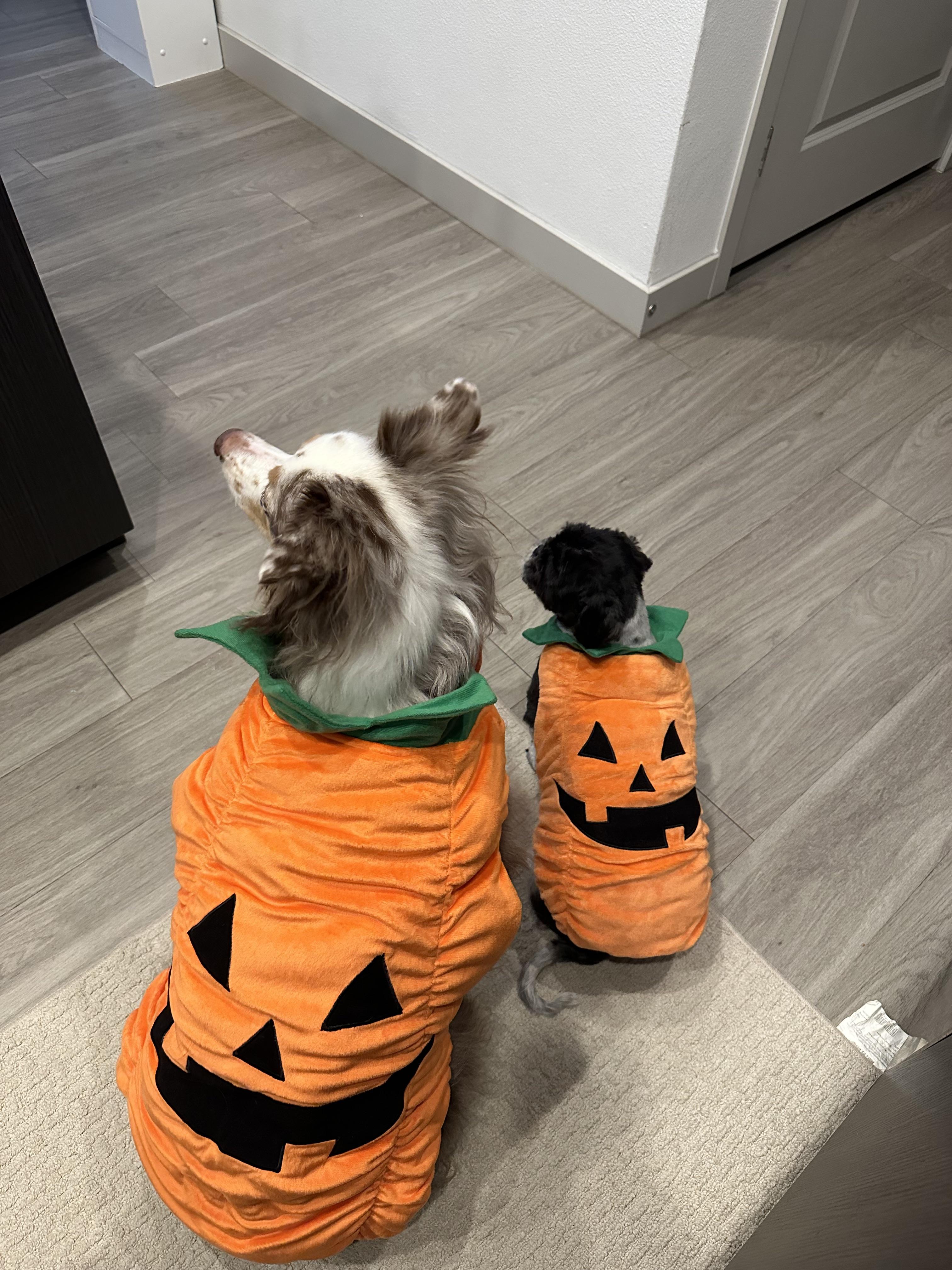 Halloween costume!! 🎃 ( bonus pics with Wilbur’s bff. ) | Scrolller