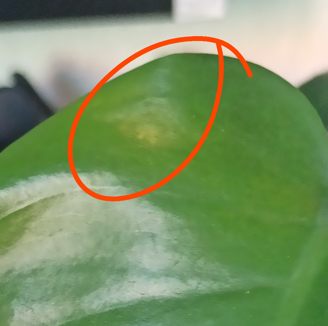 Yellowing leaf and black spots on the stem | Scrolller