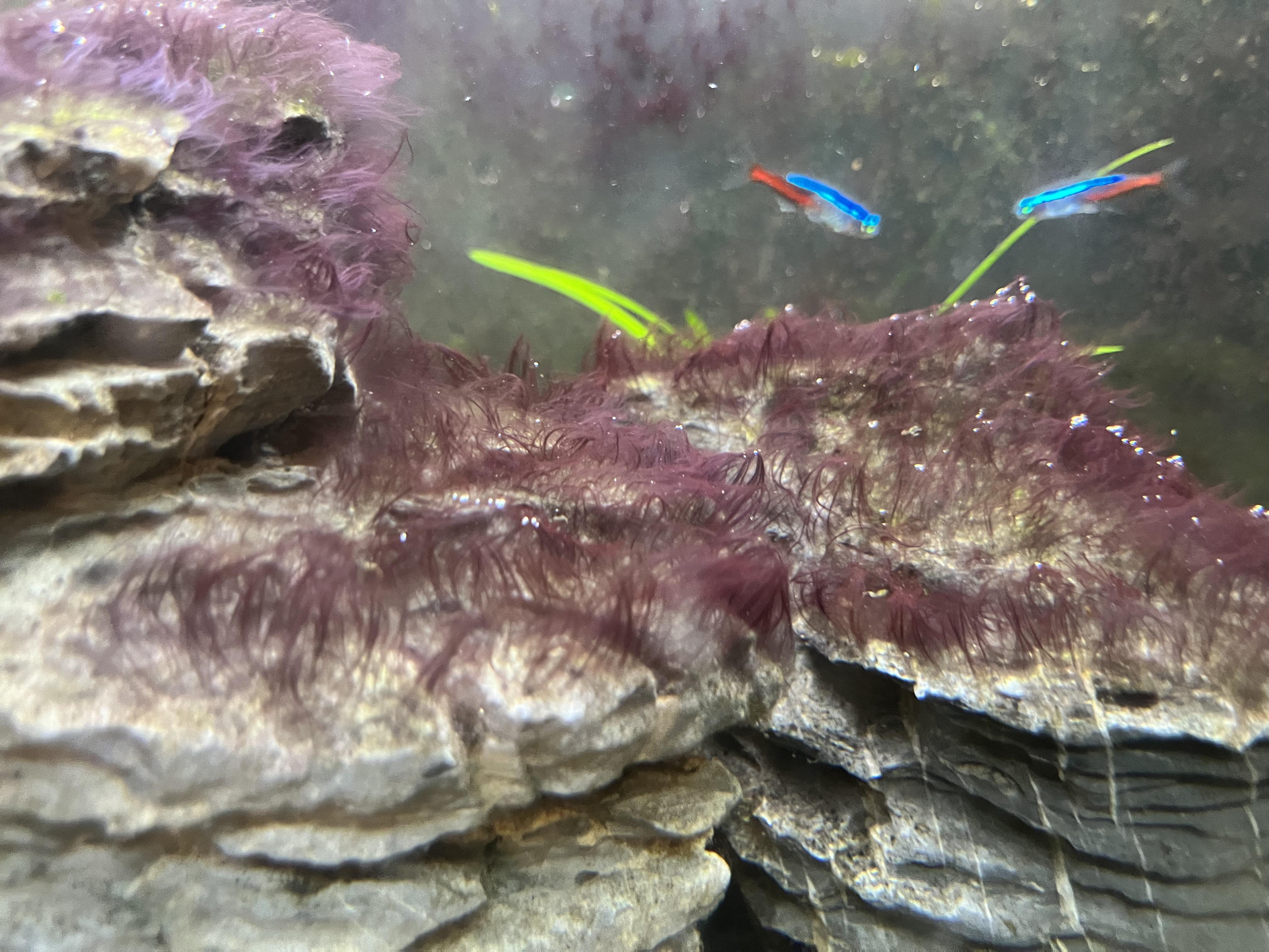 Algae ID | Scrolller