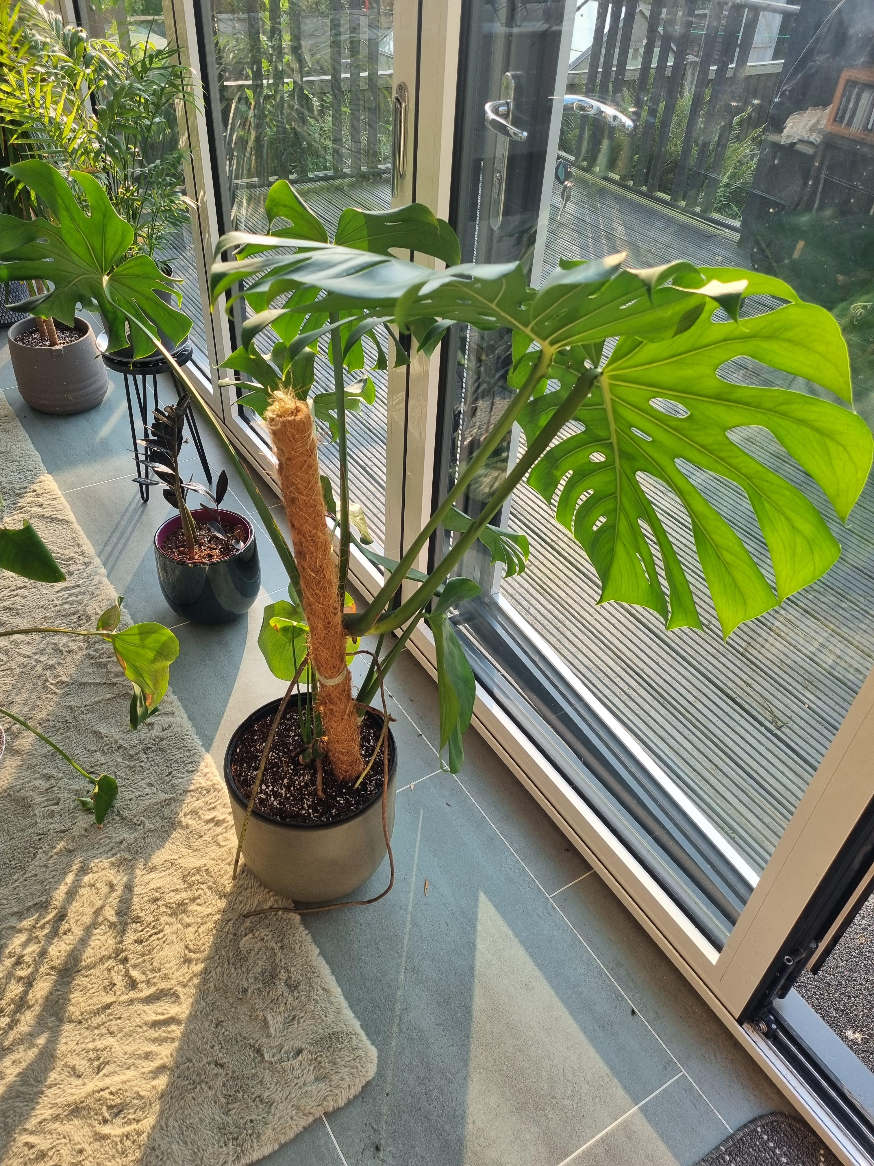 Monstera twisting? | Scrolller