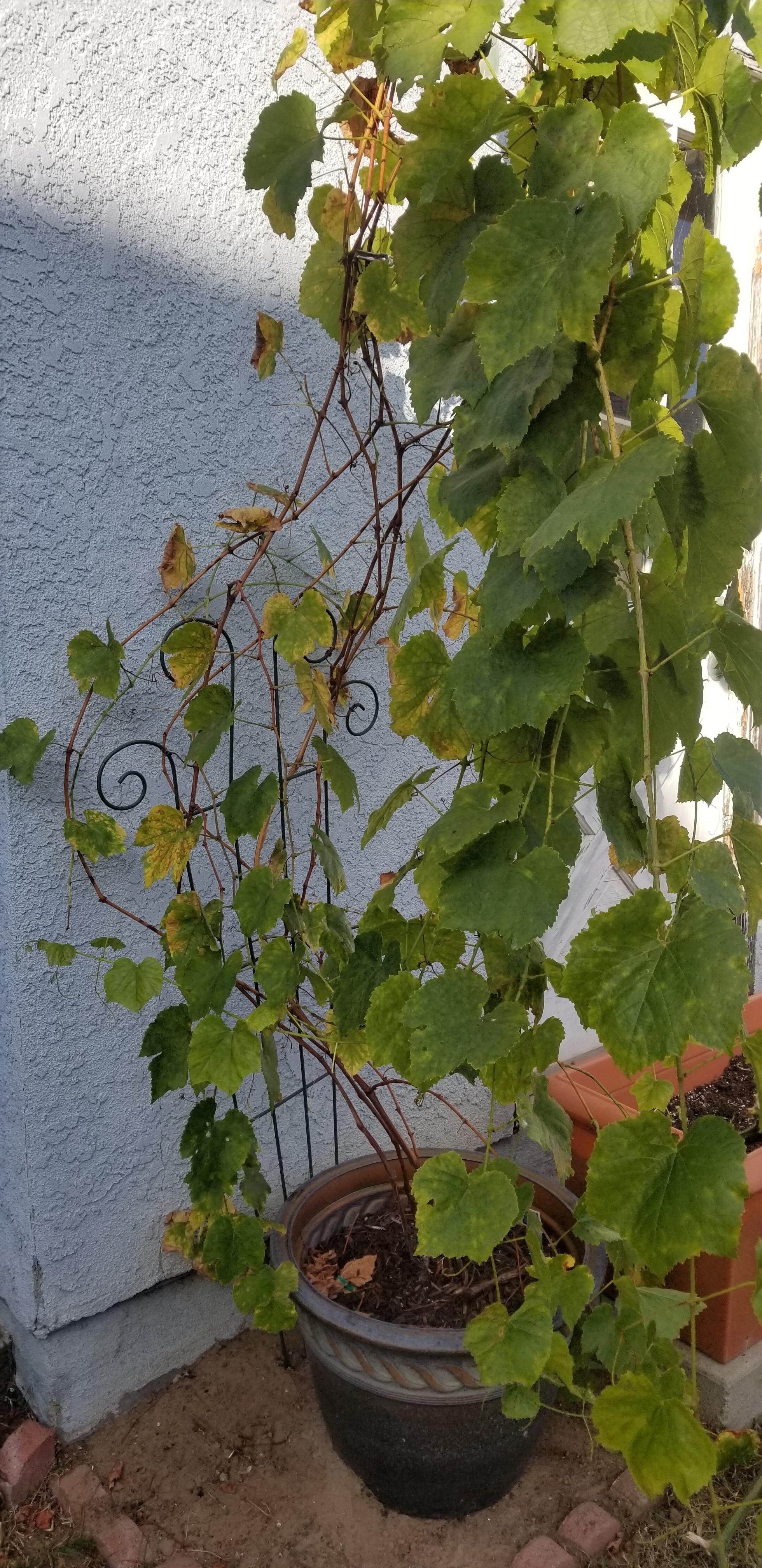 Any idea why my grape looks like this? | Scrolller