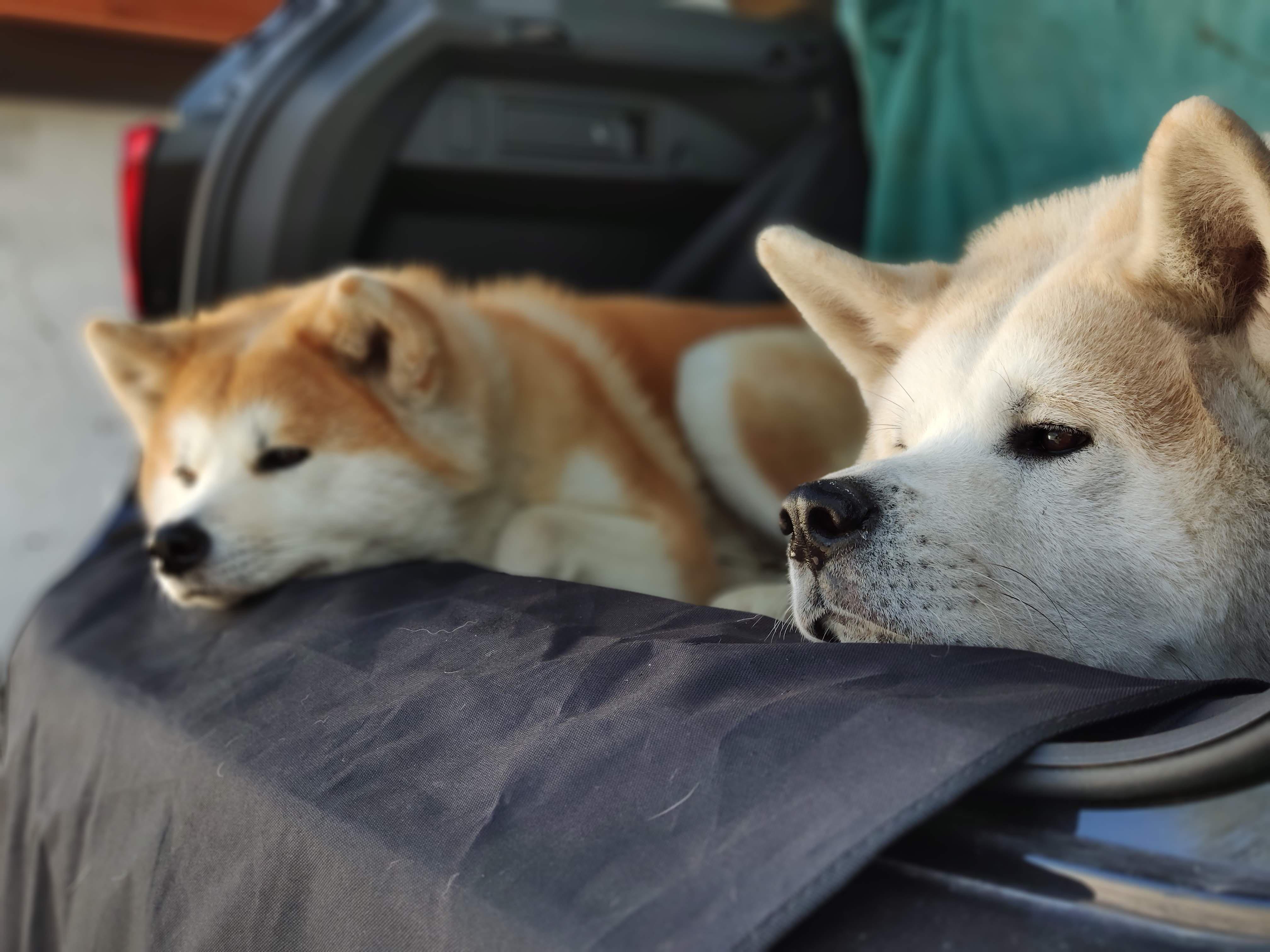 My two little bears | Scrolller