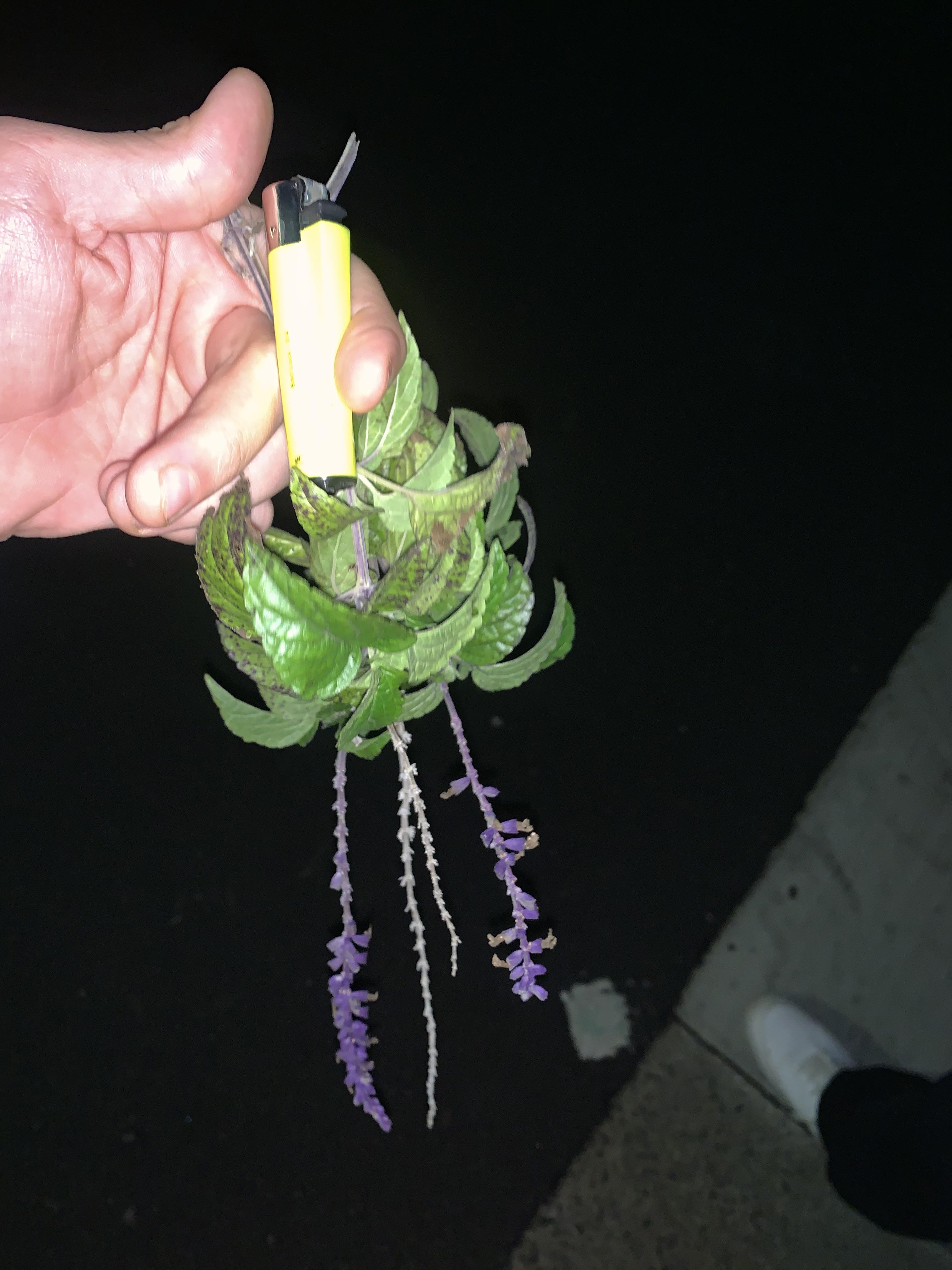 What is this plant | Scrolller