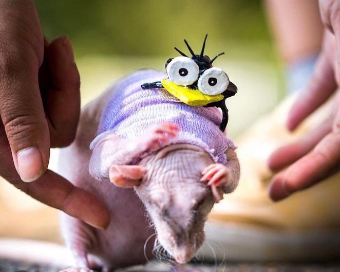 Studio Ghibli cosplay! | Scrolller